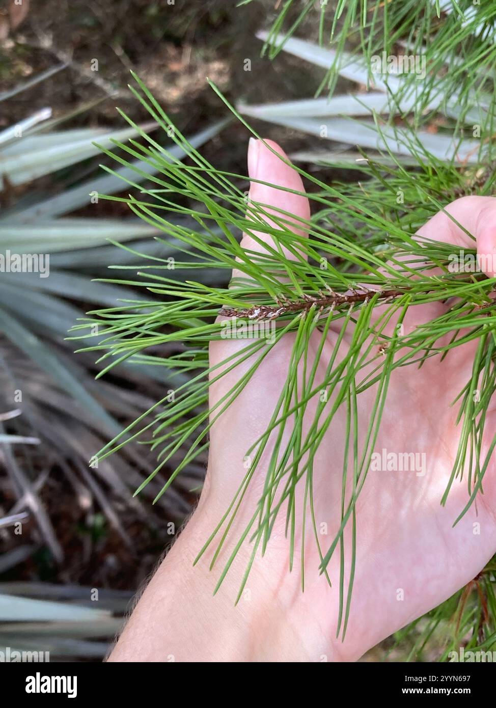 sand pine (Pinus clausa Stock Photo - Alamy