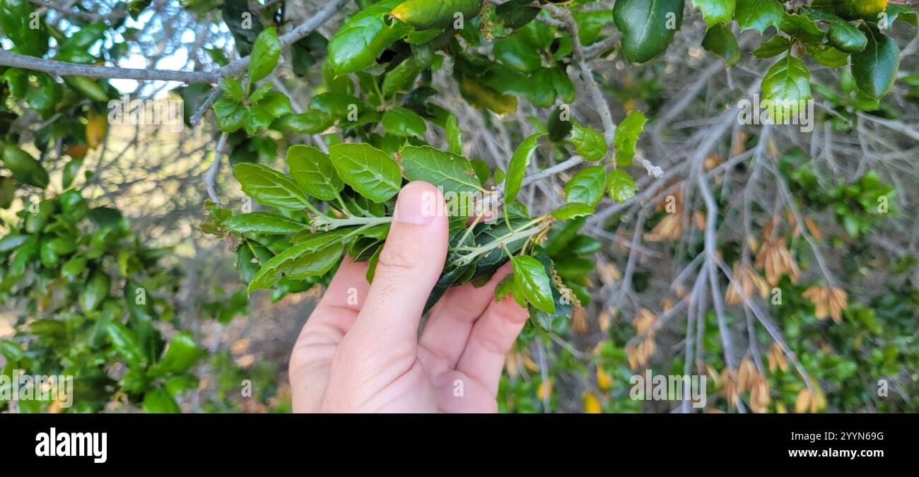 coast live oak (Quercus agrifolia Stock Photo - Alamy