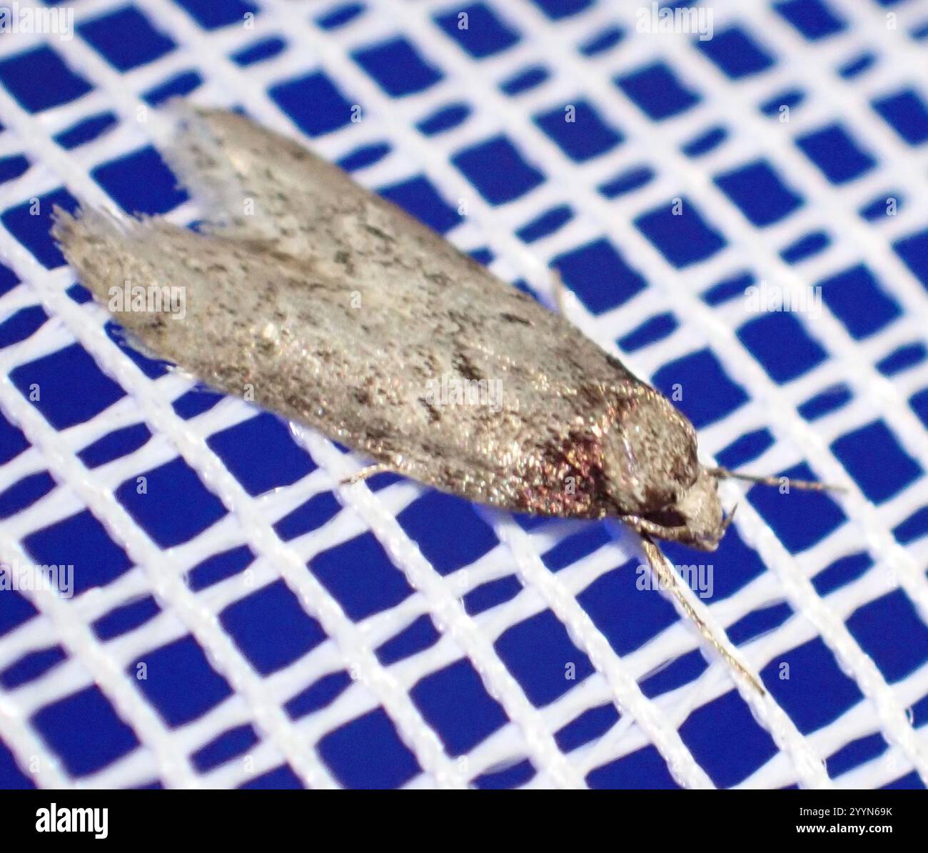 Curved-horn Moths (Gelechioidea Stock Photo - Alamy