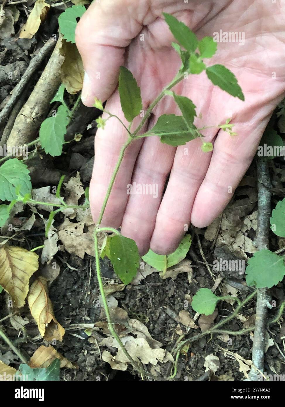 Wood Speedwell (Veronica montana Stock Photo - Alamy