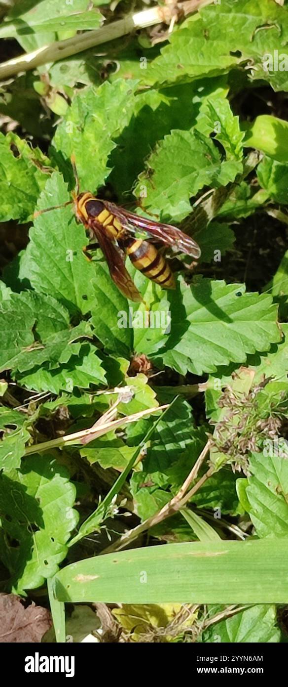 Polistes major major hi-res stock photography and images - Alamy