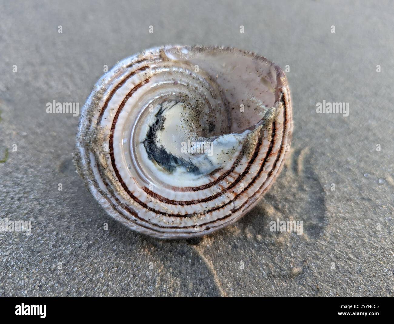 Turban snail hi-res stock photography and images - Alamy