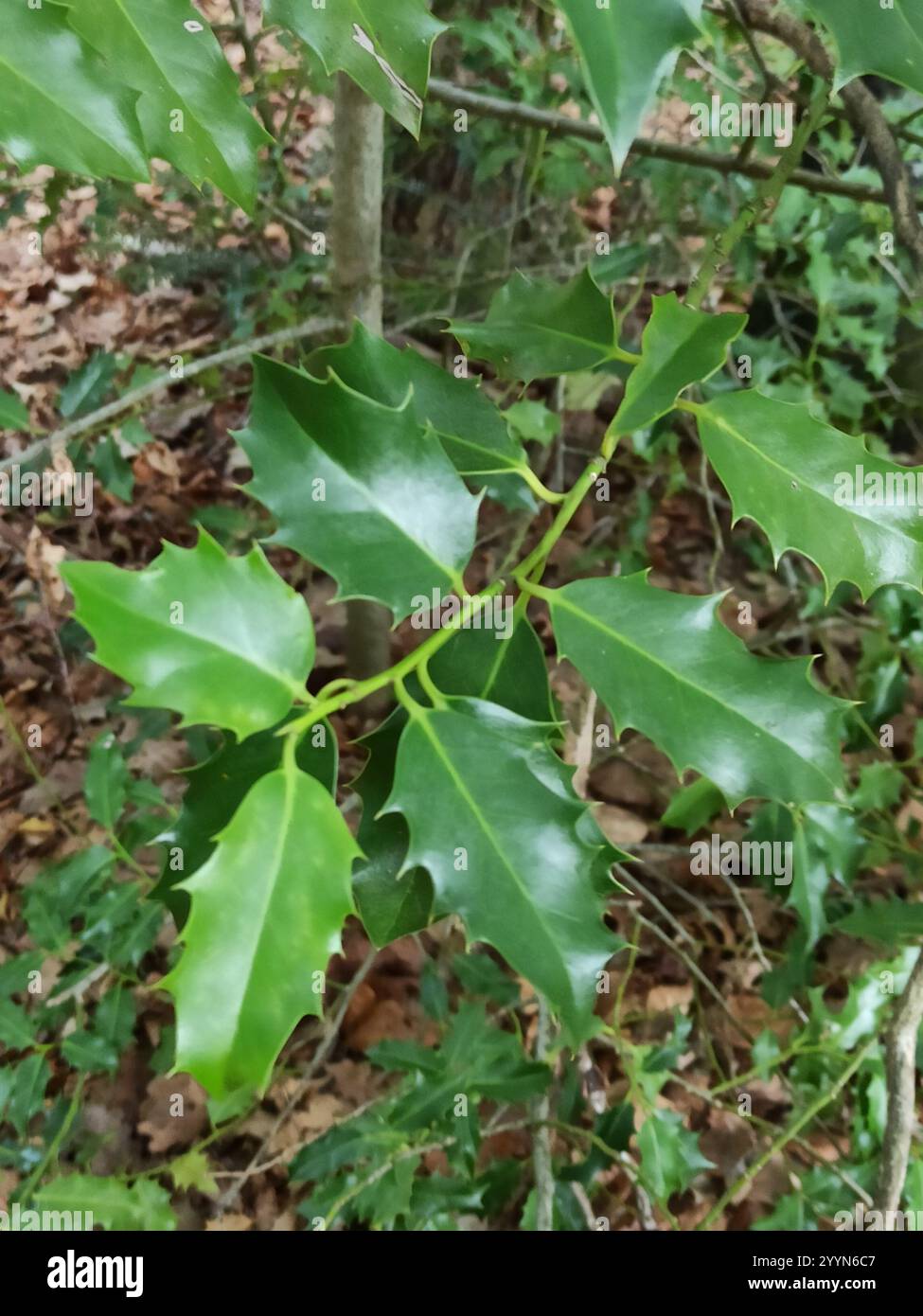 European holly (Ilex aquifolium Stock Photo - Alamy