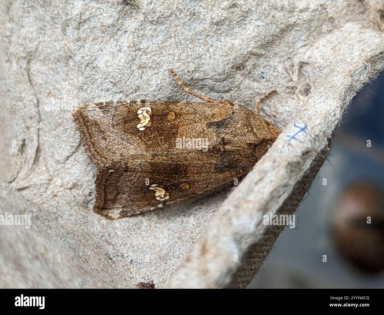 Ear Moths (Amphipoea Stock Photo - Alamy