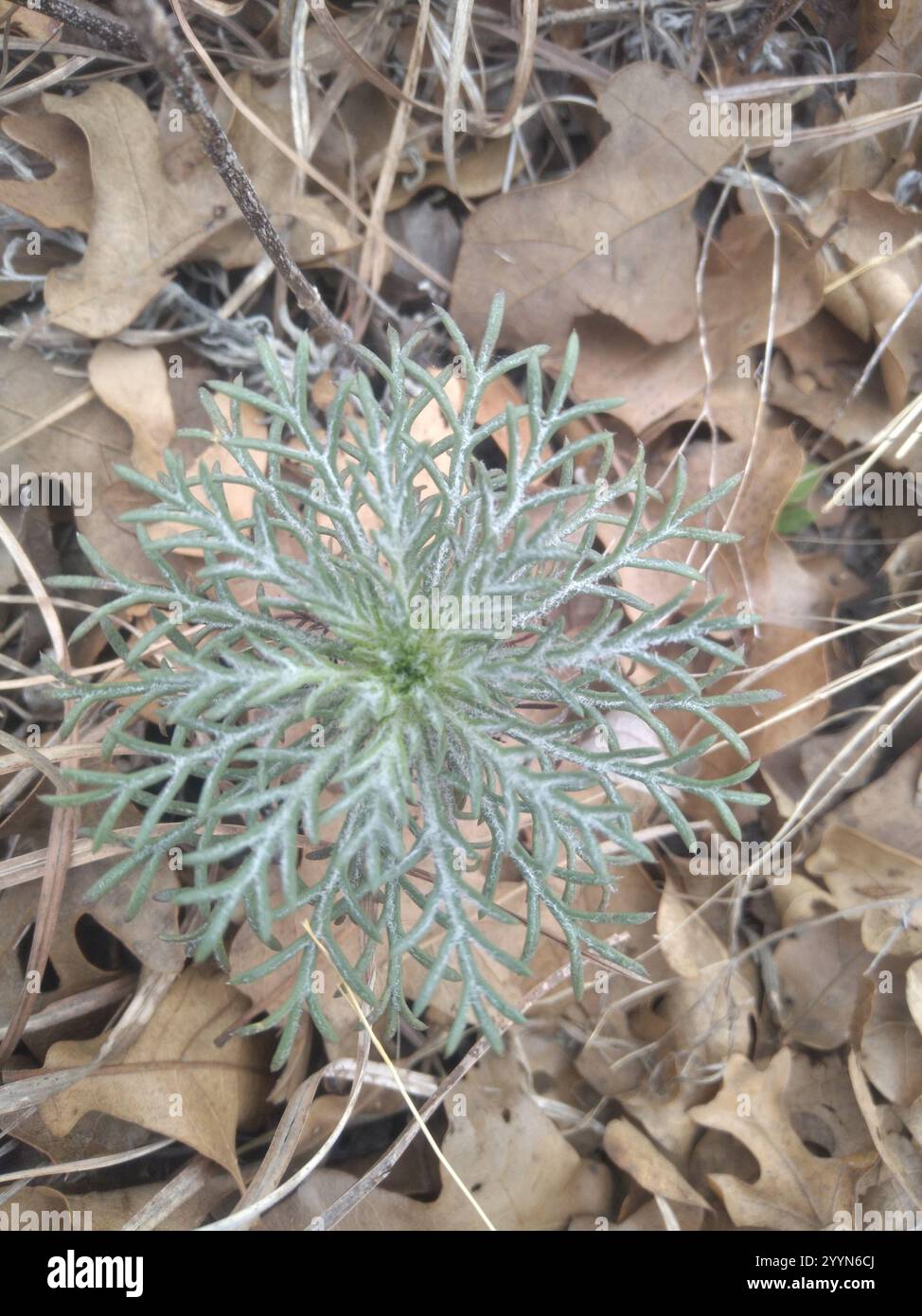 standing cypress (Ipomopsis rubra Stock Photo - Alamy