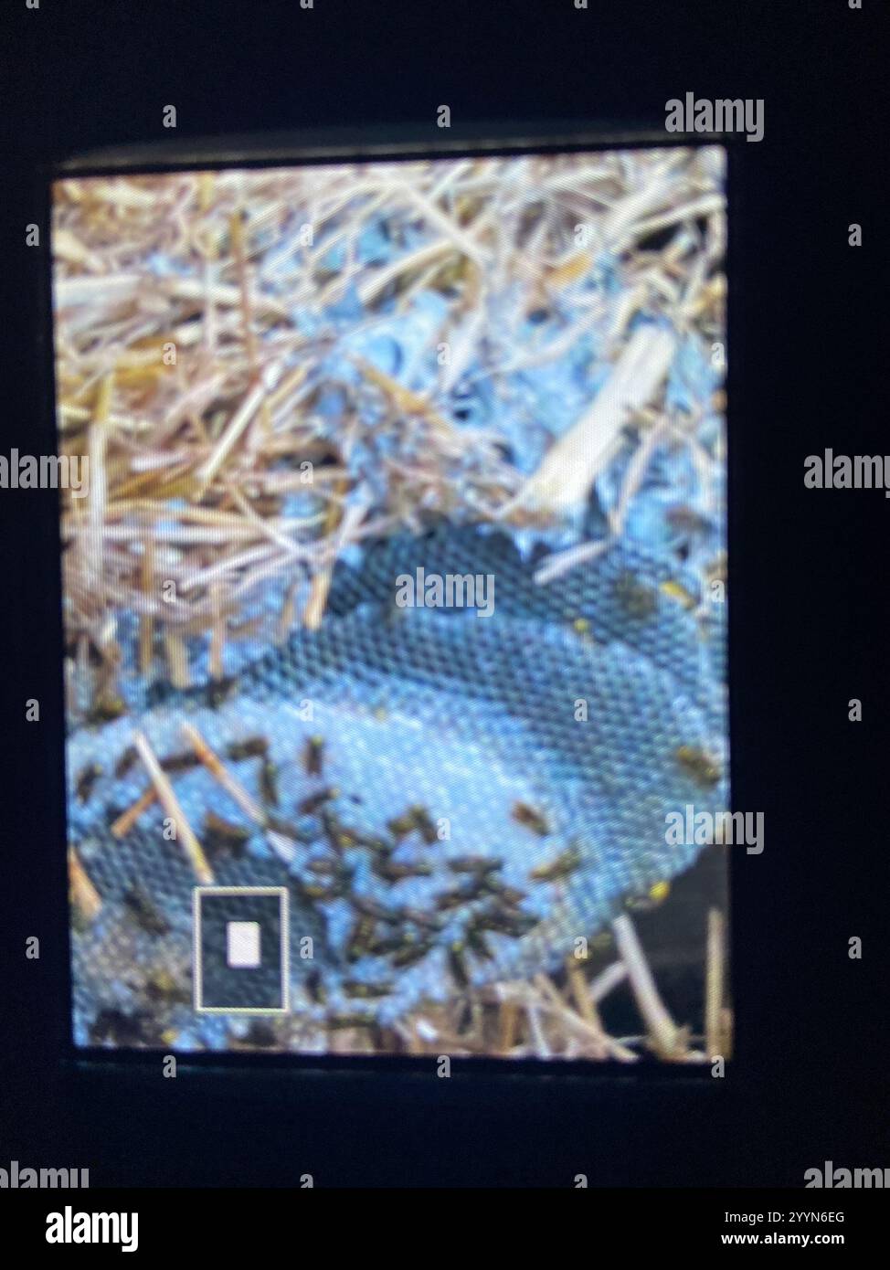 Hornets and Yellowjackets (Vespinae Stock Photo - Alamy