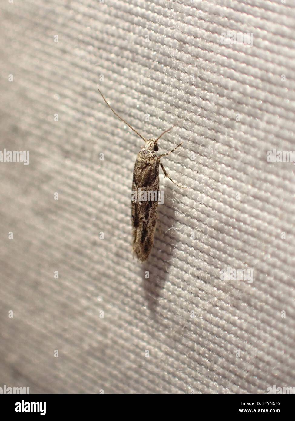 Lesser Bud Moth (Recurvaria nanella Stock Photo - Alamy