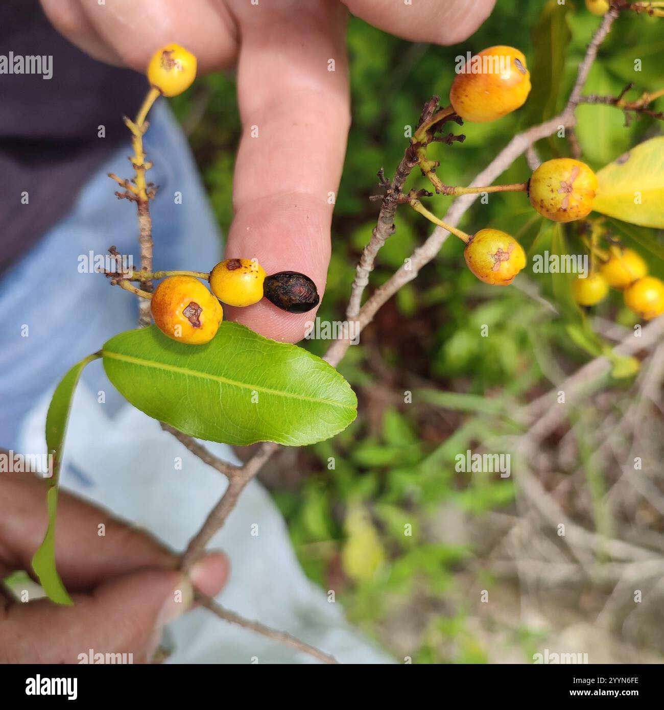 Anacardiaceae family hi-res stock photography and images - Alamy
