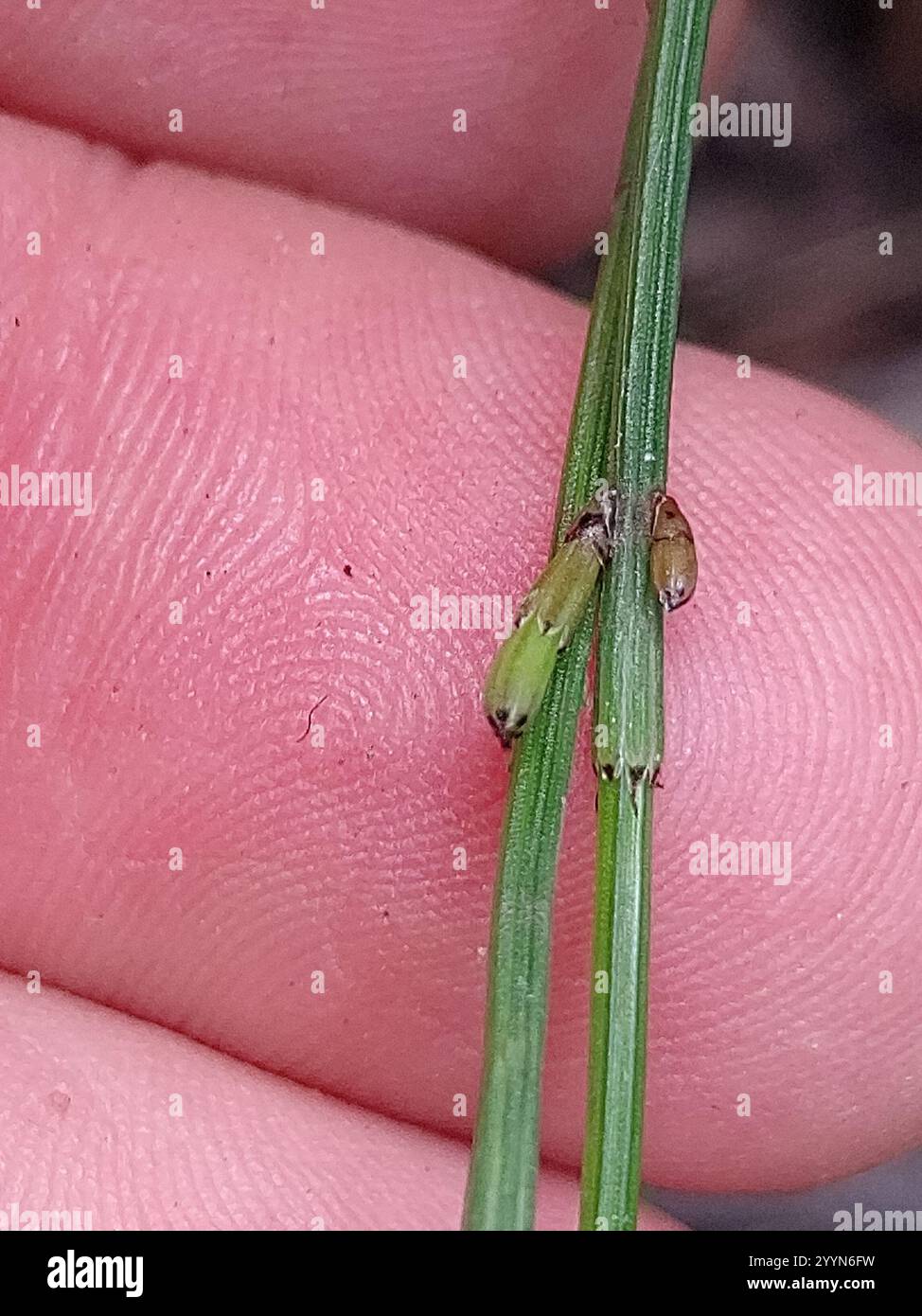 Branched Horsetail (Equisetum ramosissimum Stock Photo - Alamy