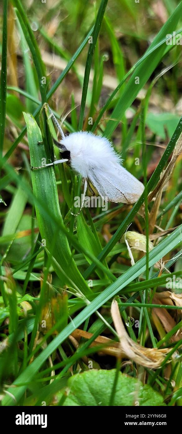 Virginian Tiger Moth (Spilosoma virginica Stock Photo - Alamy