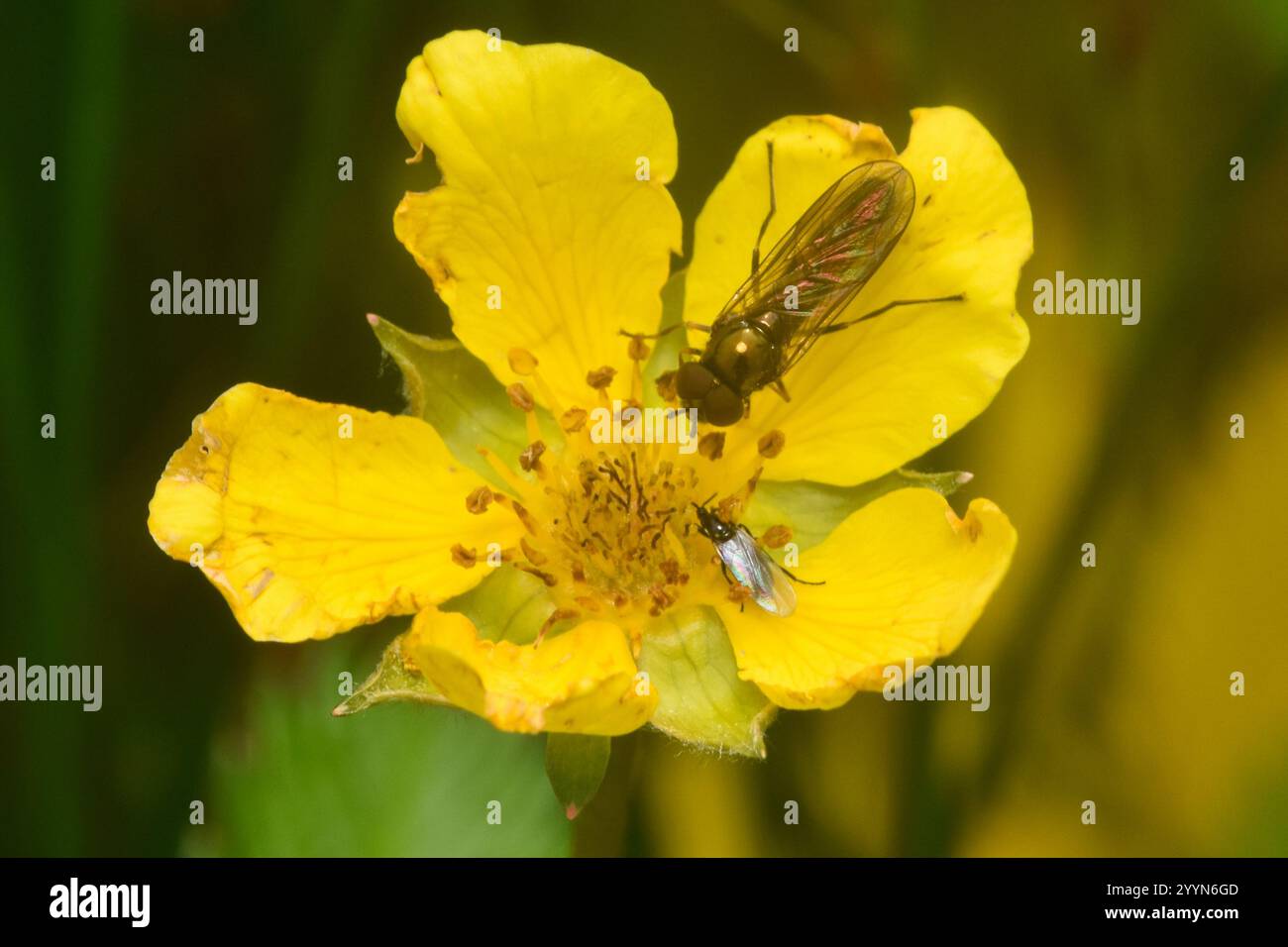 Variable Duskyface Fly (Melanostoma mellinum Stock Photo - Alamy