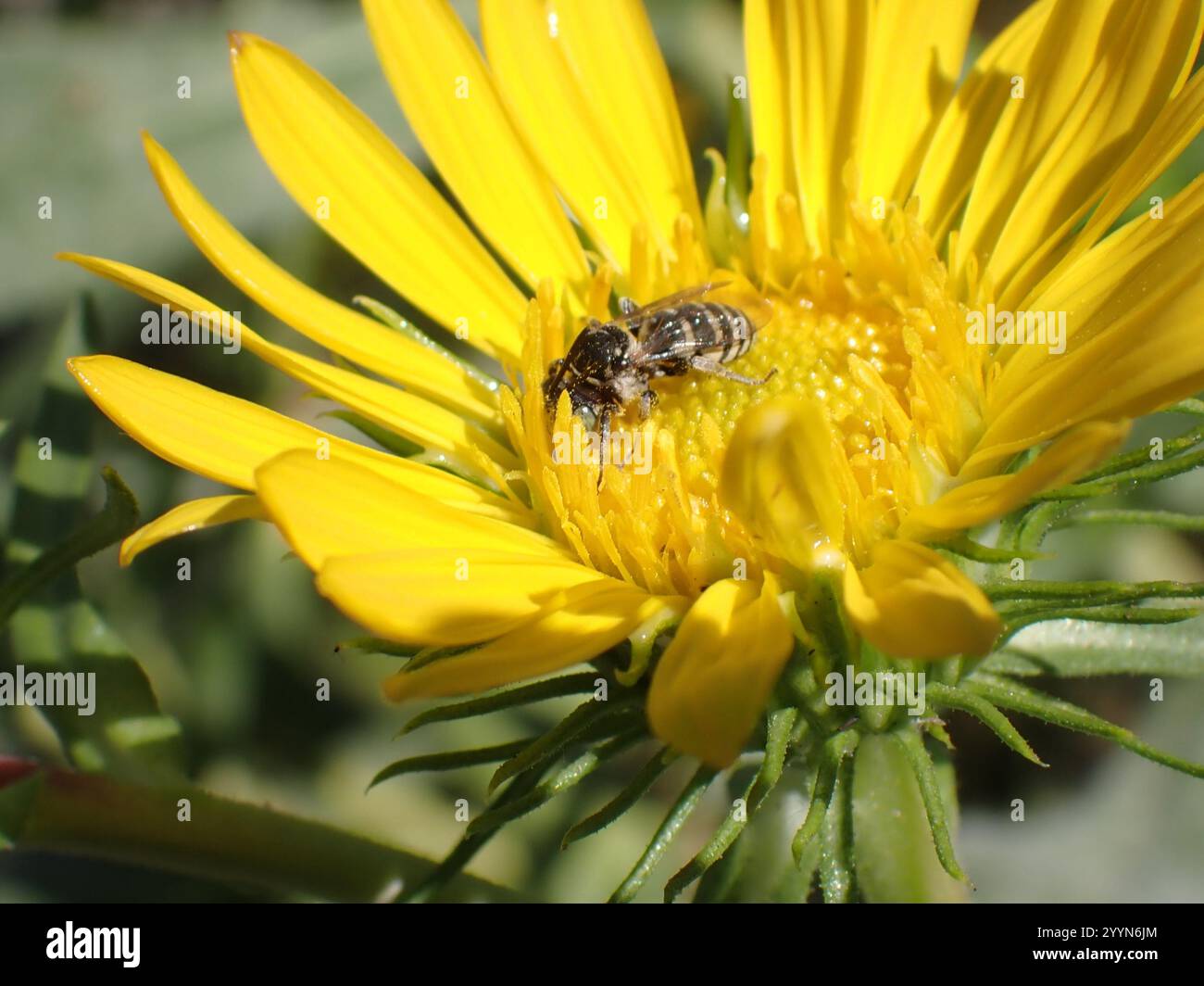 Longhorn-cuckoo bees (Triepeolus Stock Photo - Alamy