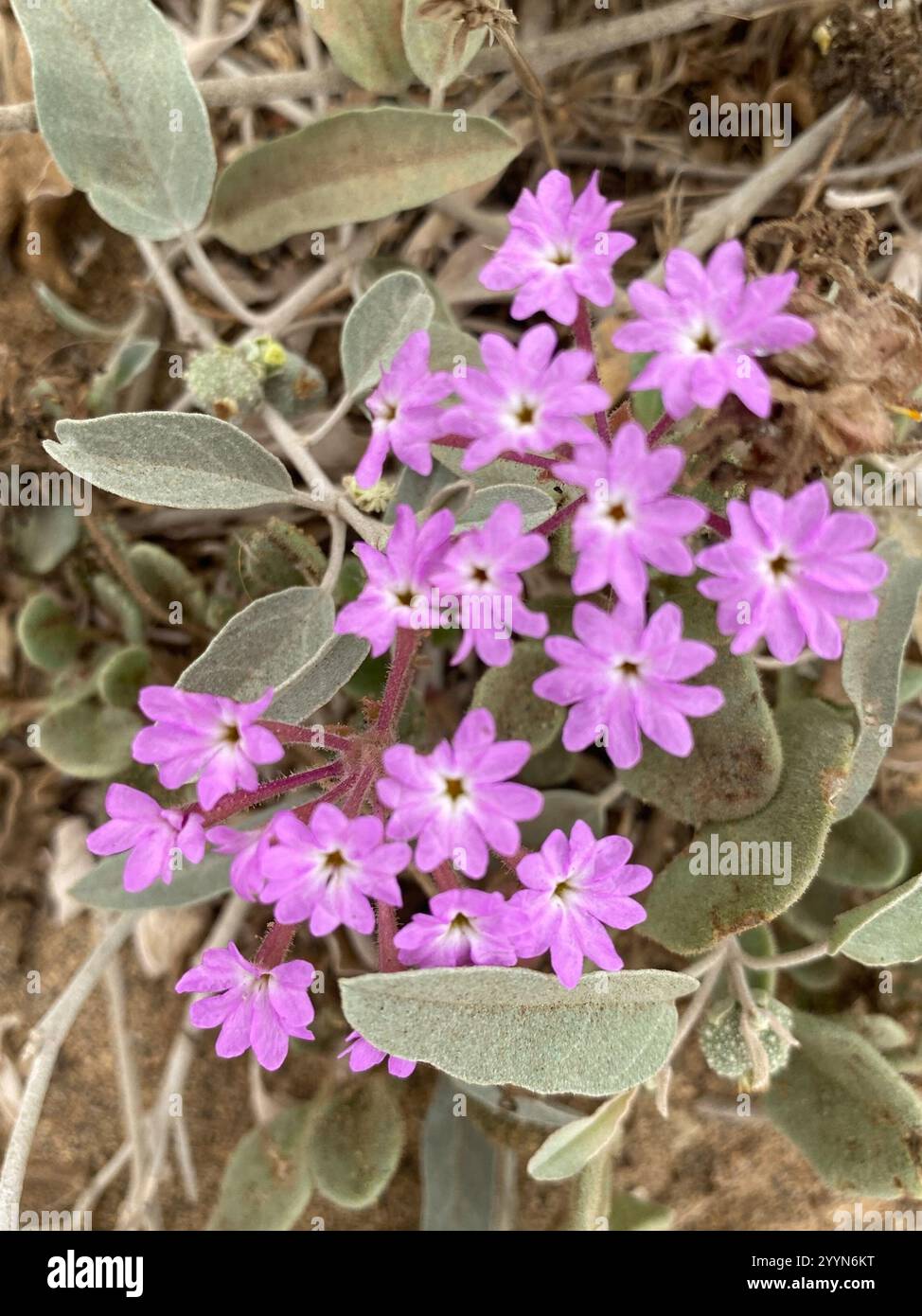 Pink Sand Verbena (Abronia umbellata Stock Photo - Alamy