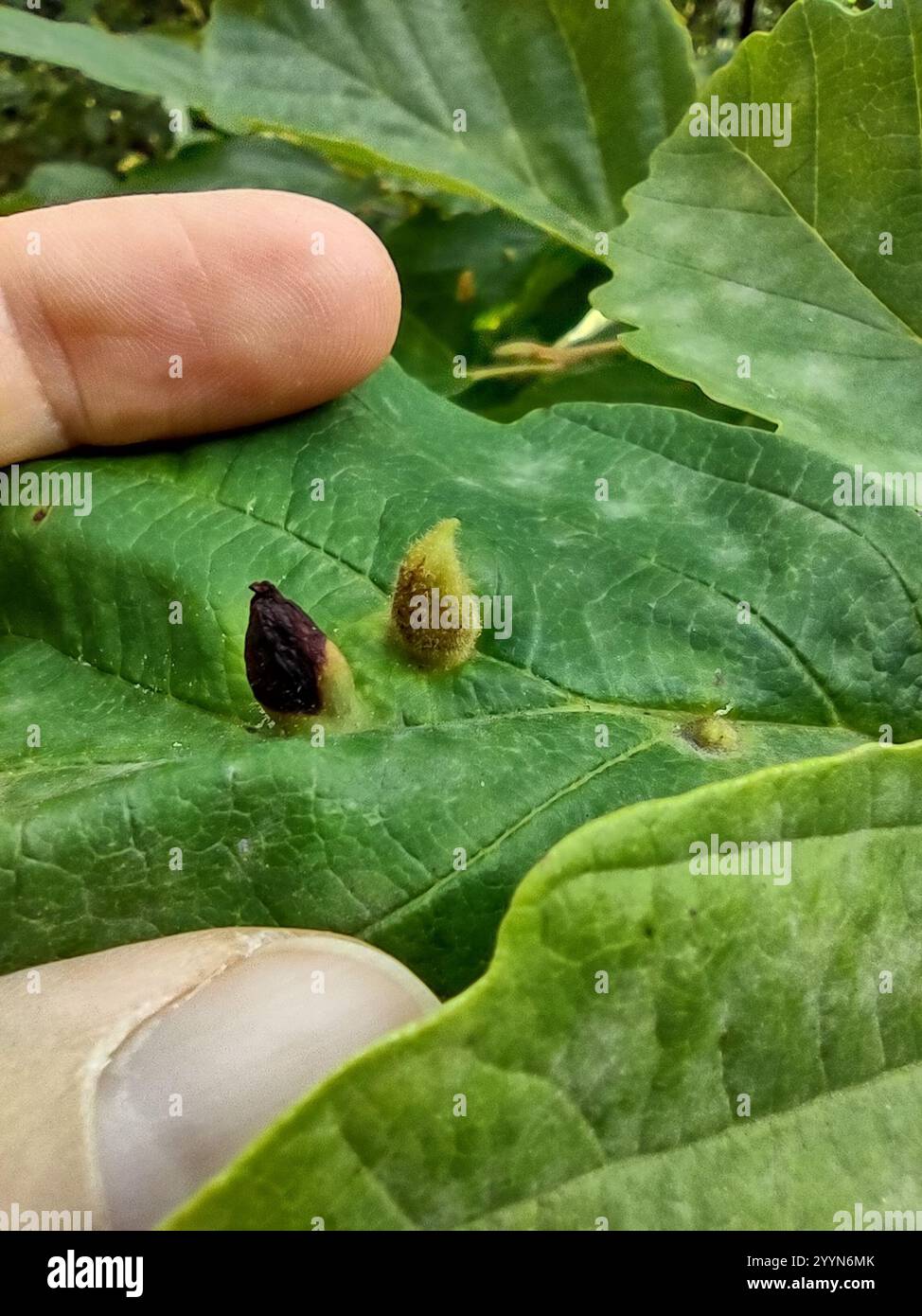 Witch-hazel Cone Gall Aphid (Hormaphis hamamelidis Stock Photo - Alamy
