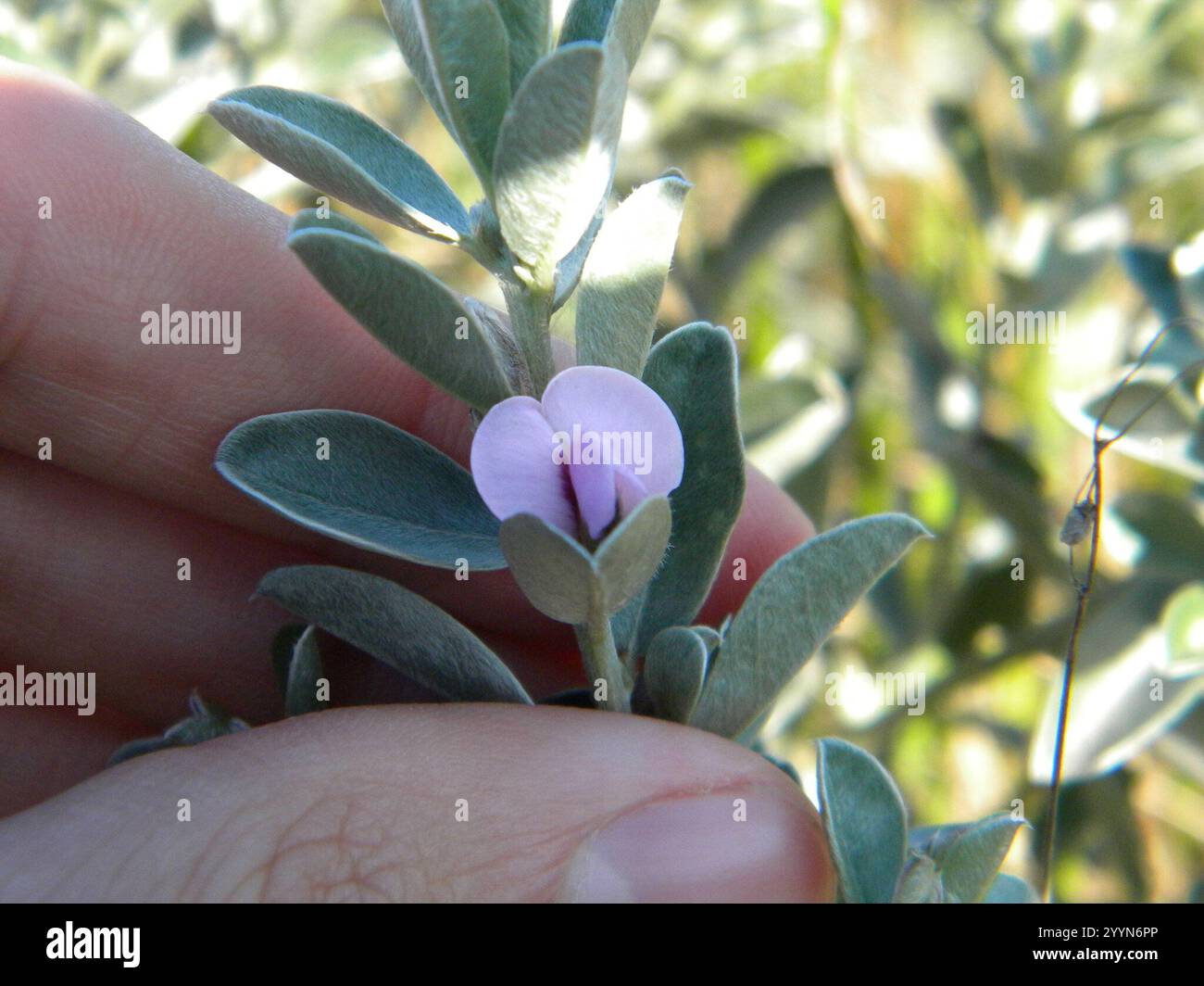 Satin bush (Podalyria sericea Stock Photo - Alamy