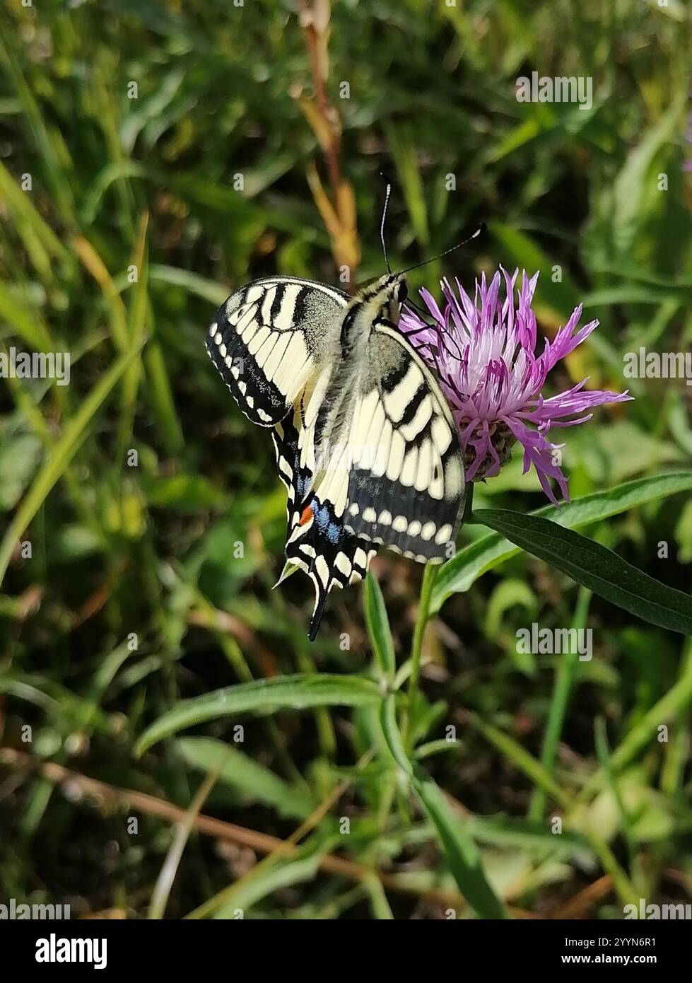 Old World Swallowtail (Papilio machaon Stock Photo - Alamy