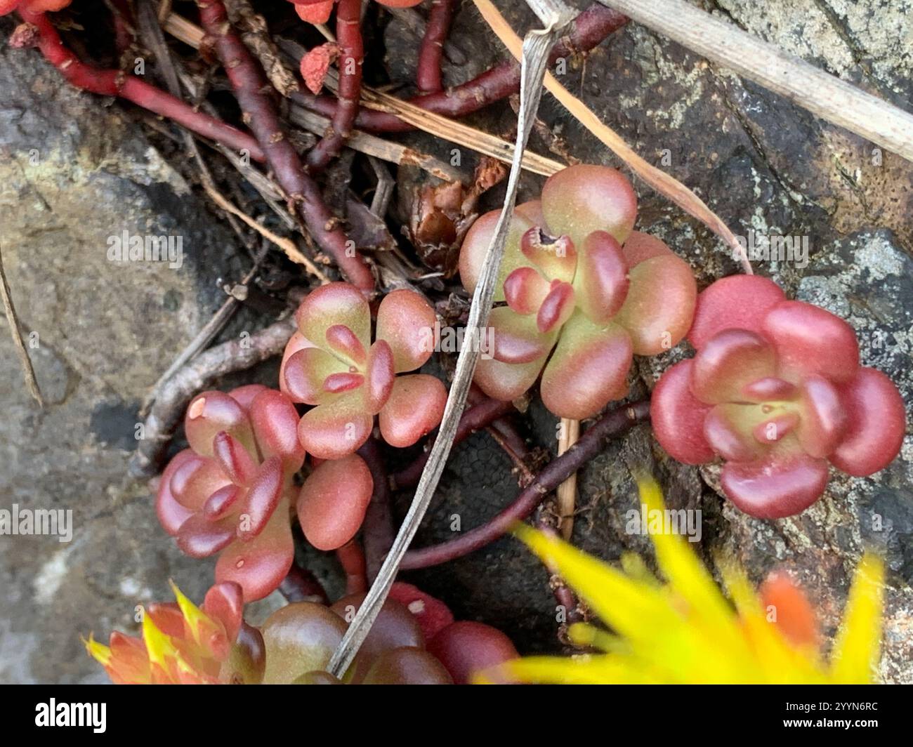 Oregon Stonecrop (Sedum oreganum Stock Photo - Alamy