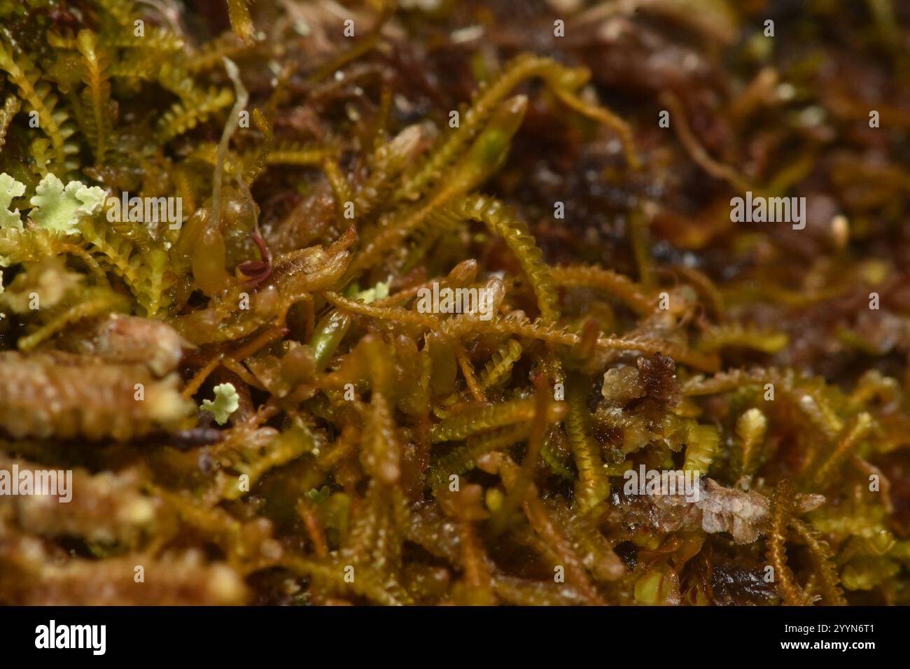 leafy and simple thalloid liverworts (Jungermanniopsida Stock Photo - Alamy