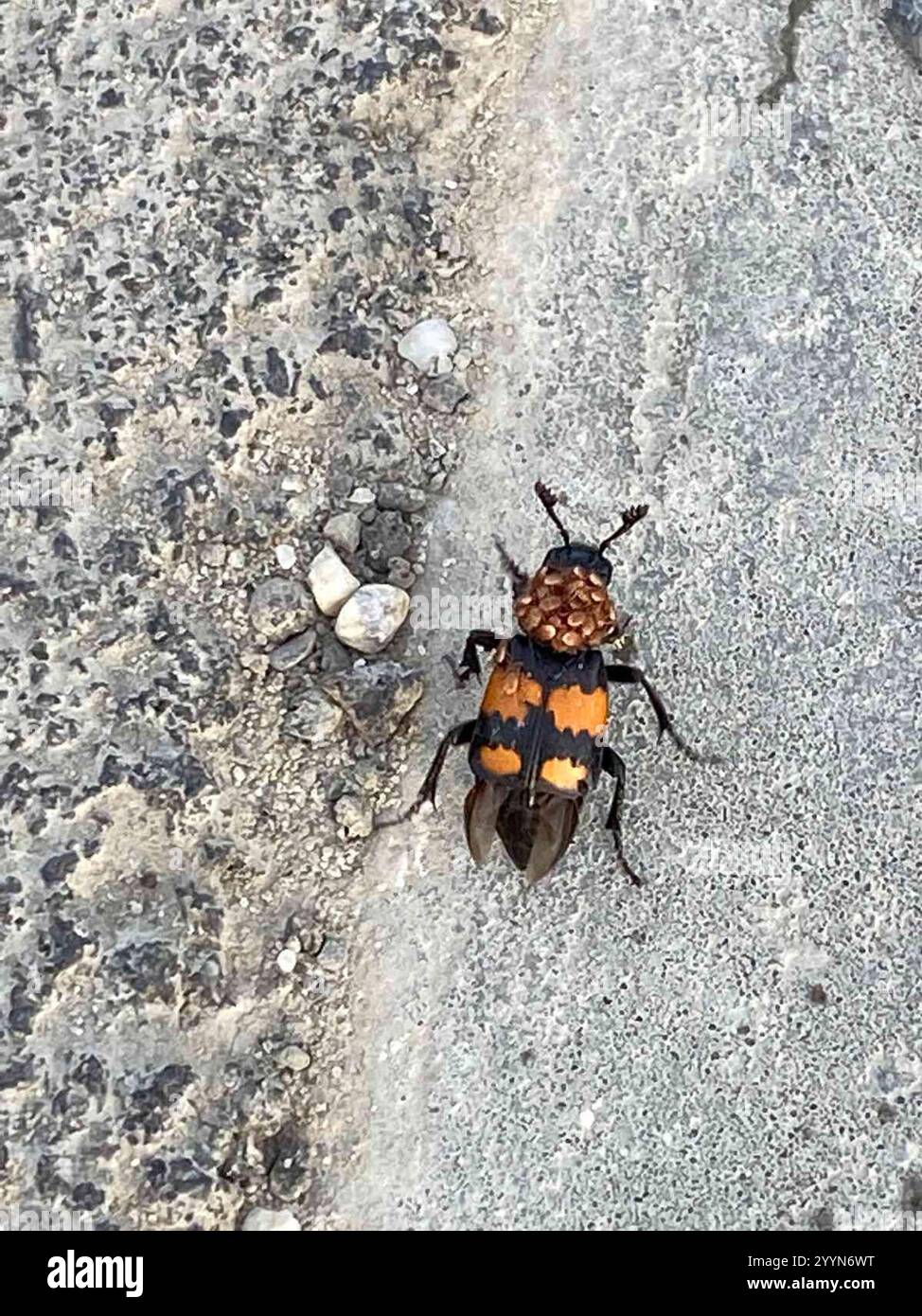 Lesser Vespillo Burying Beetle (Nicrophorus vespilloides Stock Photo ...