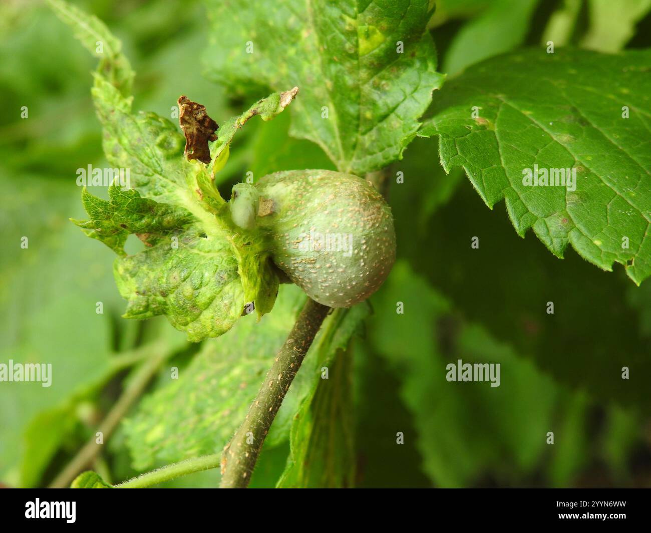 Hackberry Petiole Gall Psyllid (Pachypsylla venusta Stock Photo - Alamy