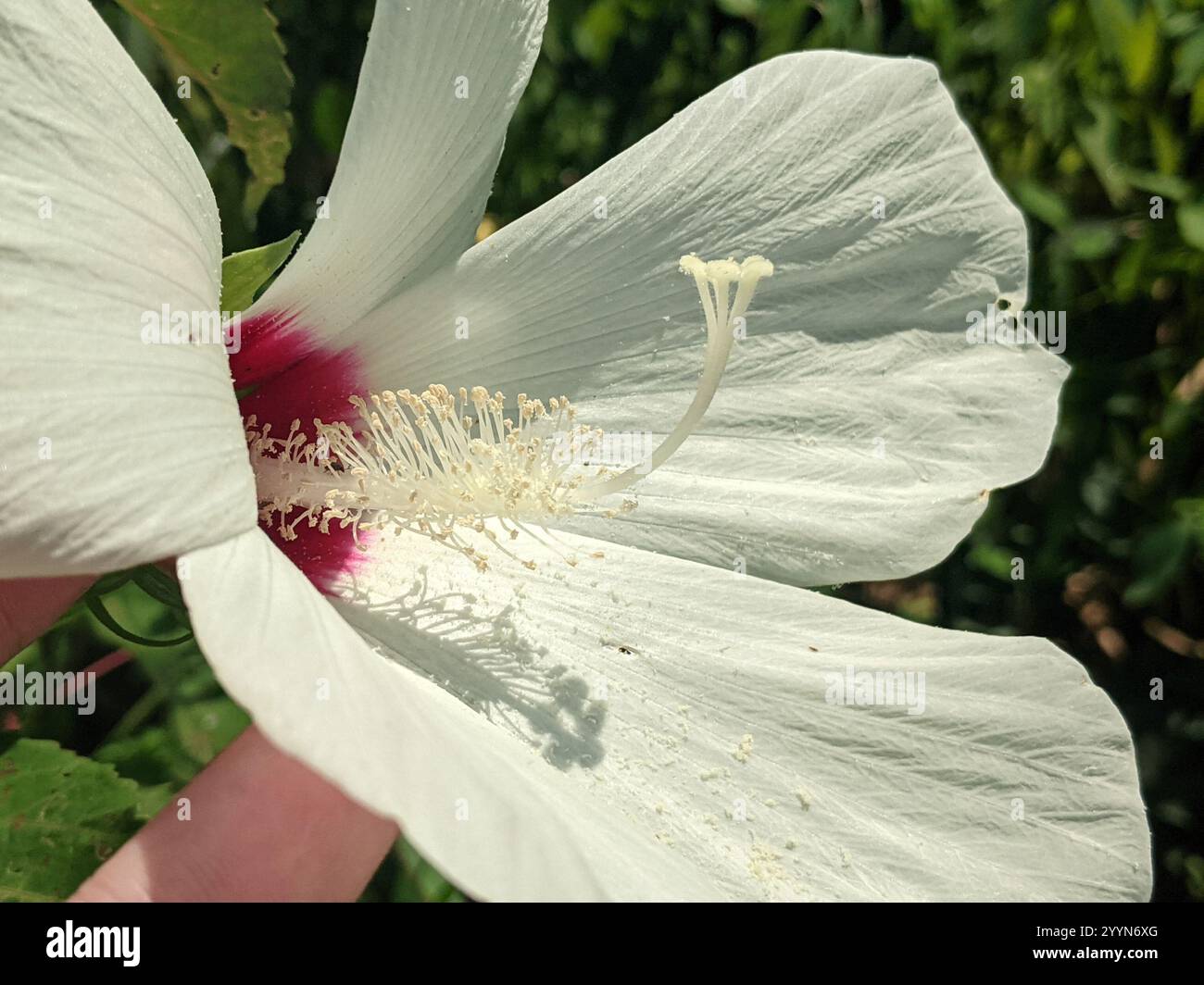 swamp rose mallow (Hibiscus moscheutos Stock Photo - Alamy