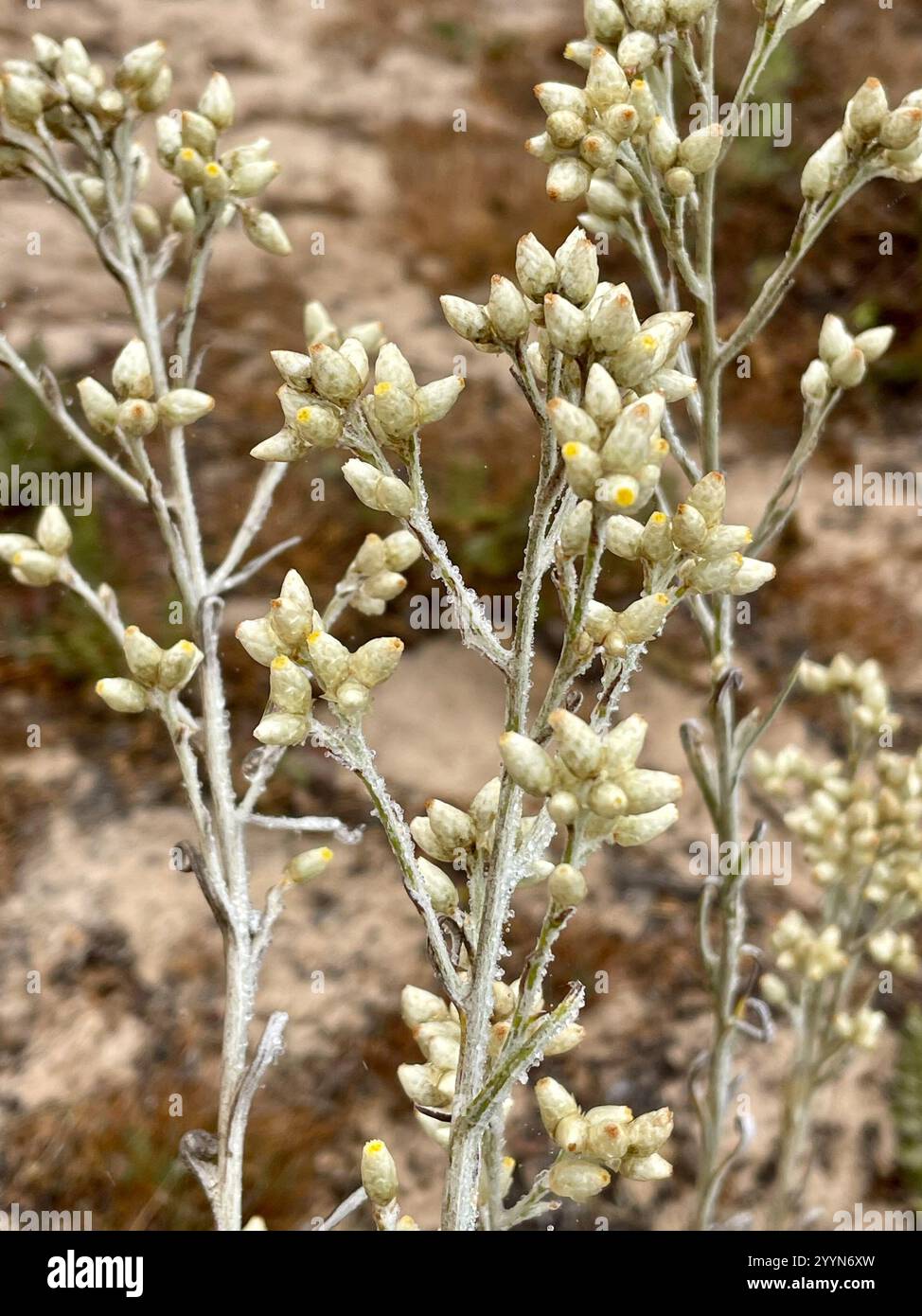 Fragrant Everlasting (Pseudognaphalium beneolens Stock Photo - Alamy