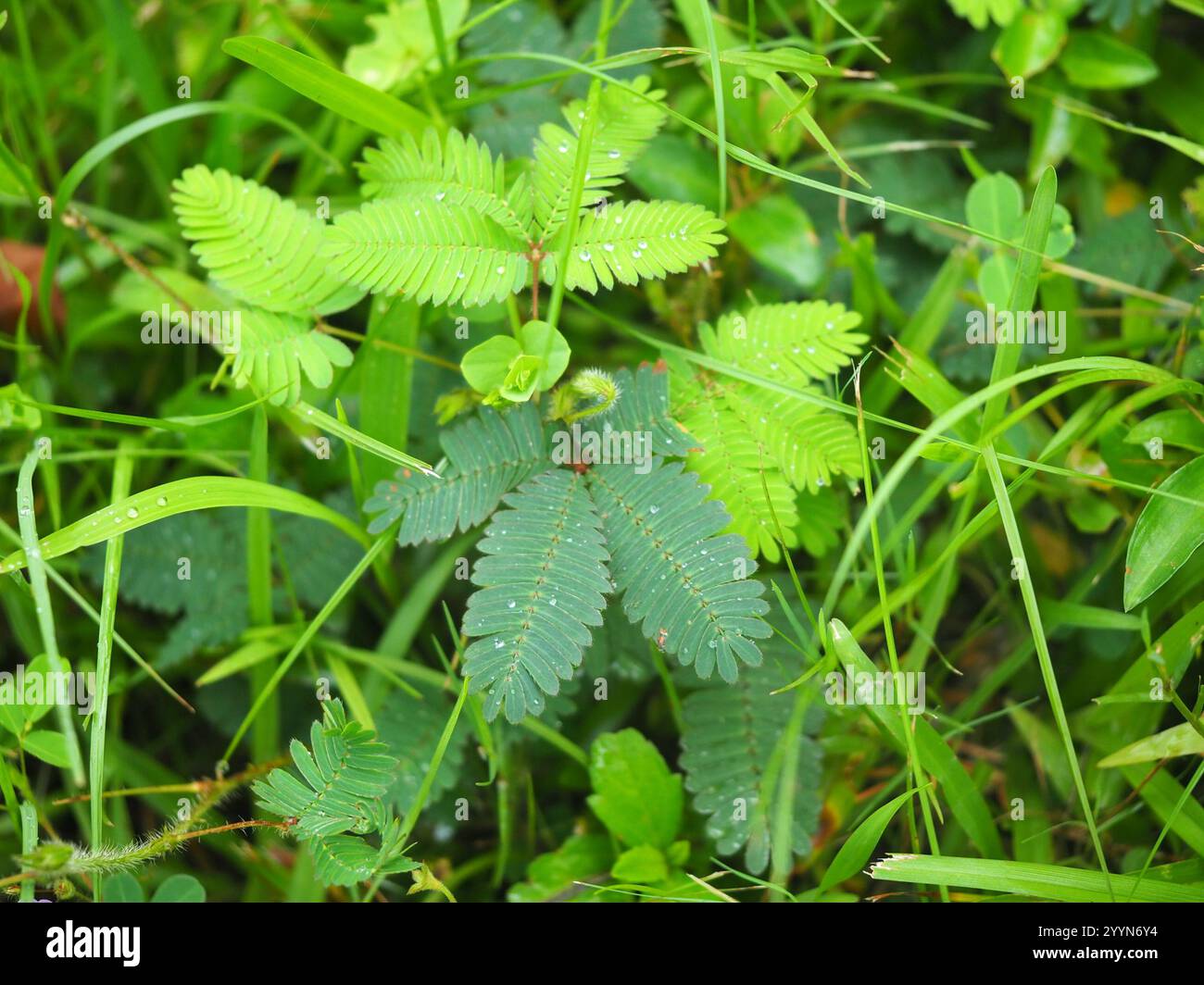 Sensitive Plant (Mimosa pudica Stock Photo - Alamy