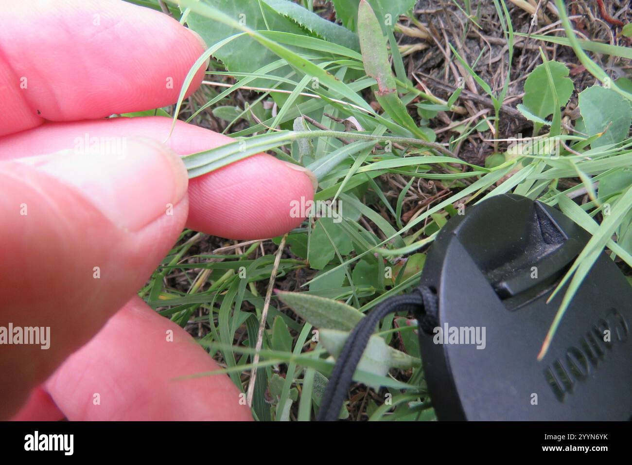 narrow-leaved hawksbeard (Crepis tectorum Stock Photo - Alamy