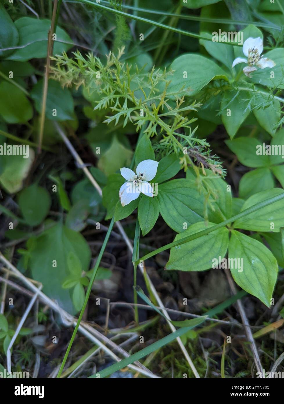 Canadian bunchberry (Cornus canadensis Stock Photo - Alamy