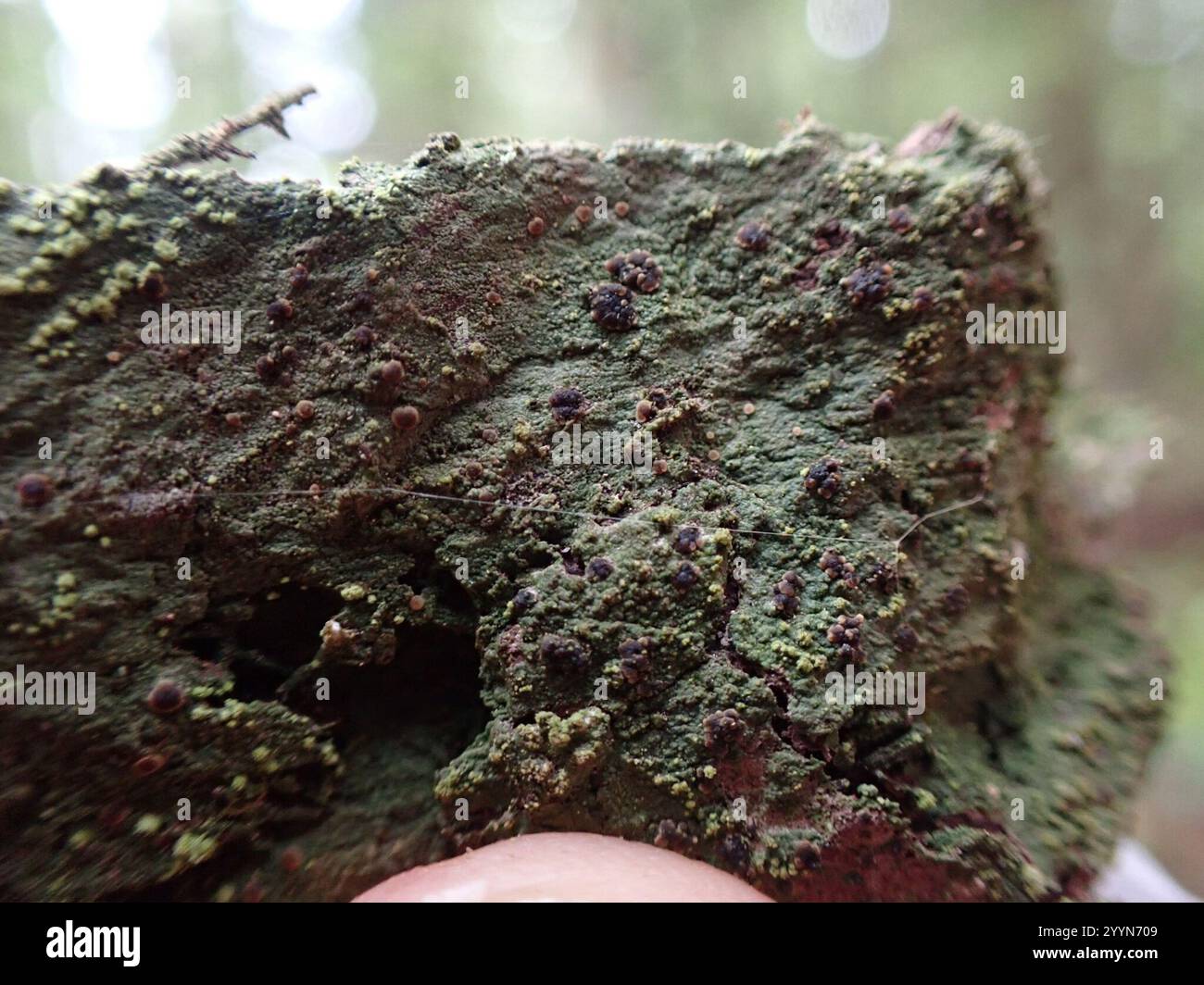 Ascomycete Fungi (Ascomycota Stock Photo - Alamy
