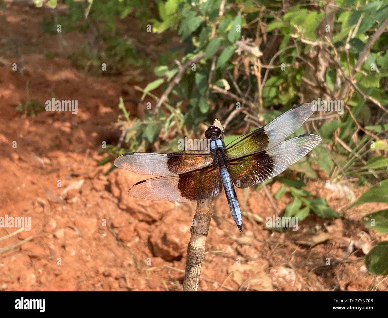 Widow Skimmer (Libellula luctuosa Stock Photo - Alamy