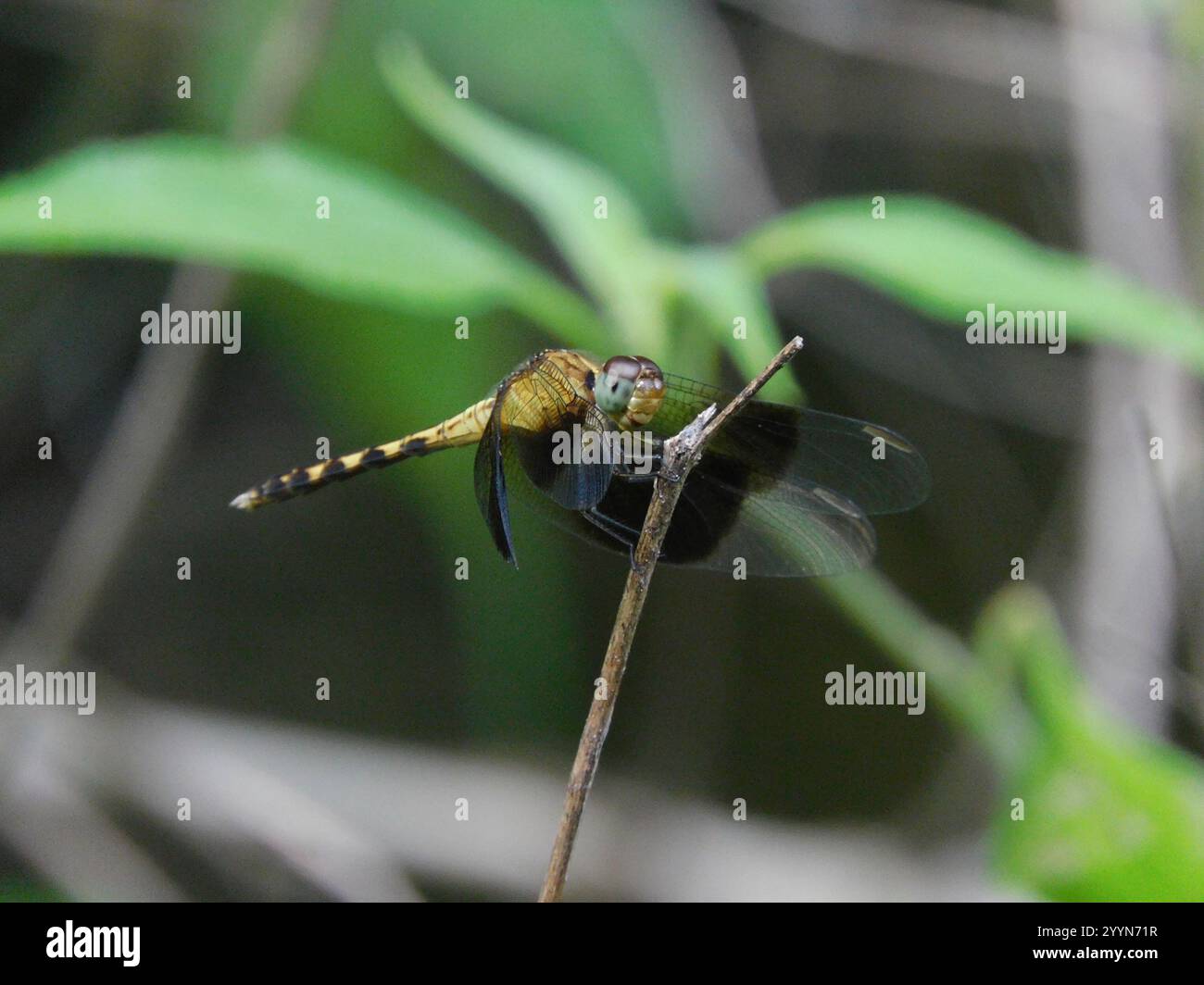 Black-winged Dragonlet (Erythrodiplax funerea Stock Photo - Alamy