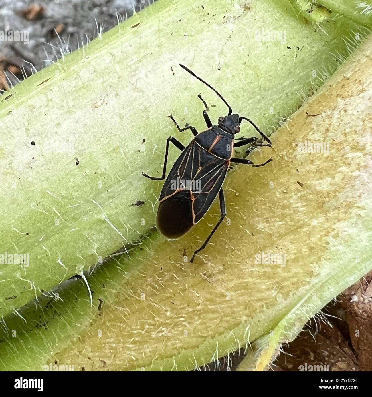 Western Boxelder Bug (Boisea rubrolineata Stock Photo - Alamy