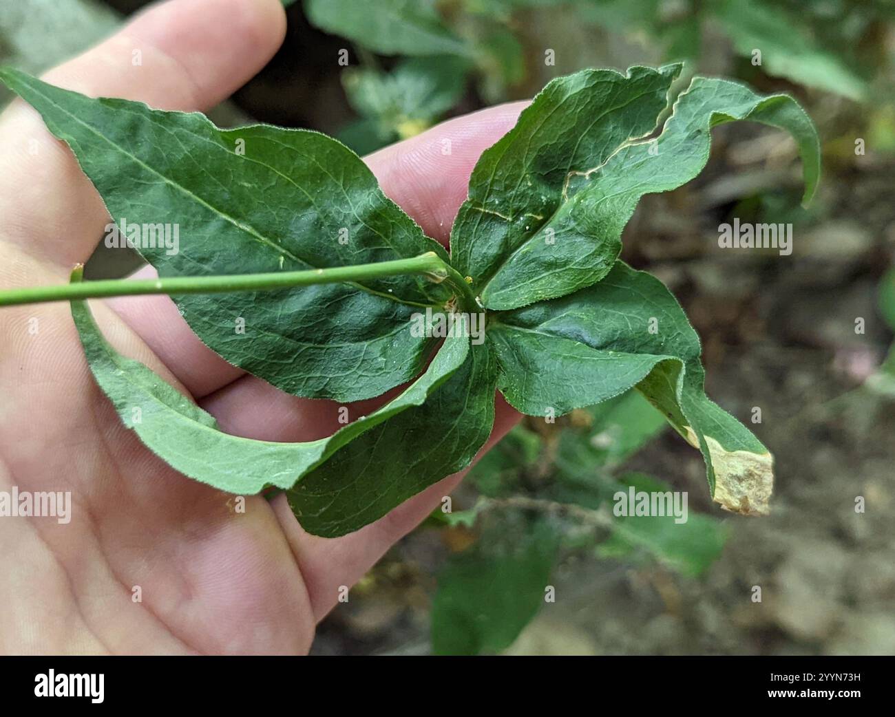starry campion (Silene stellata Stock Photo - Alamy