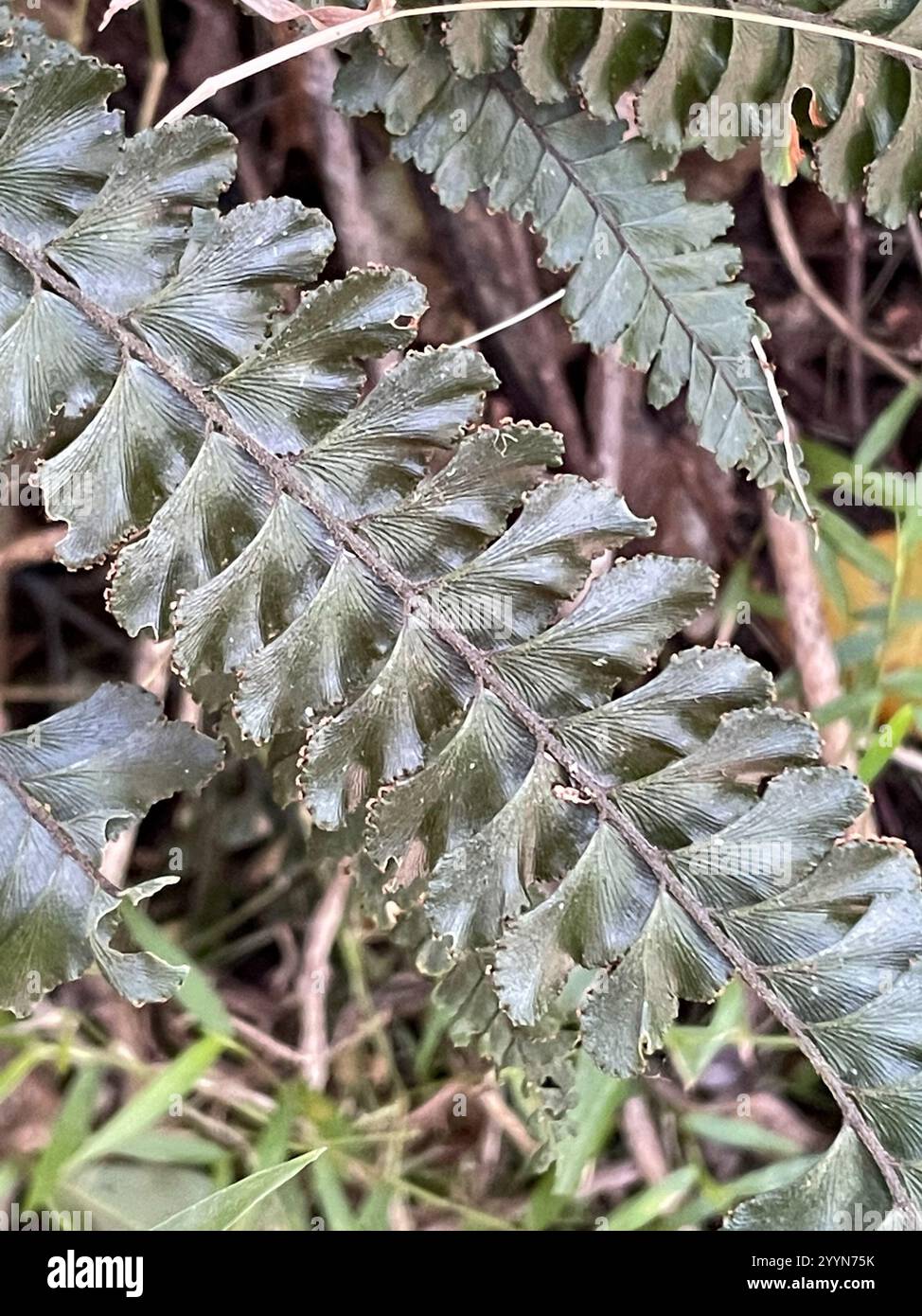 Rough Maidenhair Fern (Adiantum hispidulum Stock Photo - Alamy