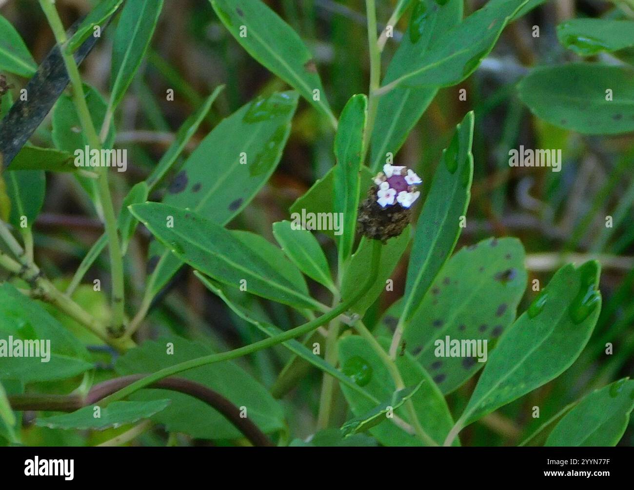 turkey tangle frogfruit (Phyla nodiflora Stock Photo - Alamy