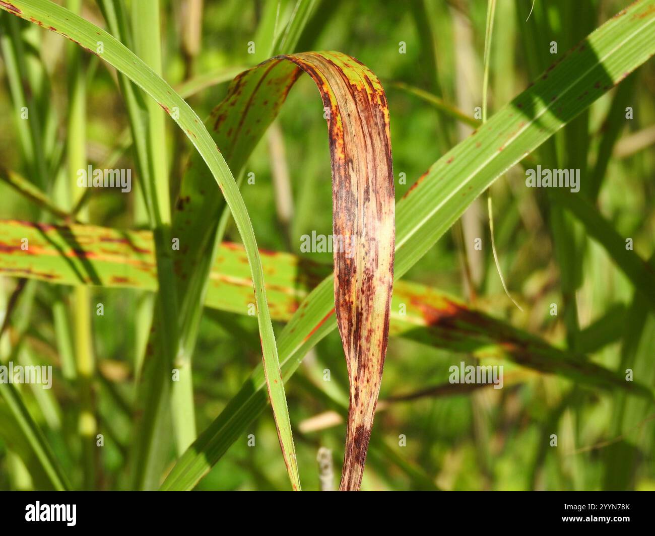 Xanthomonas hi-res stock photography and images - Alamy
