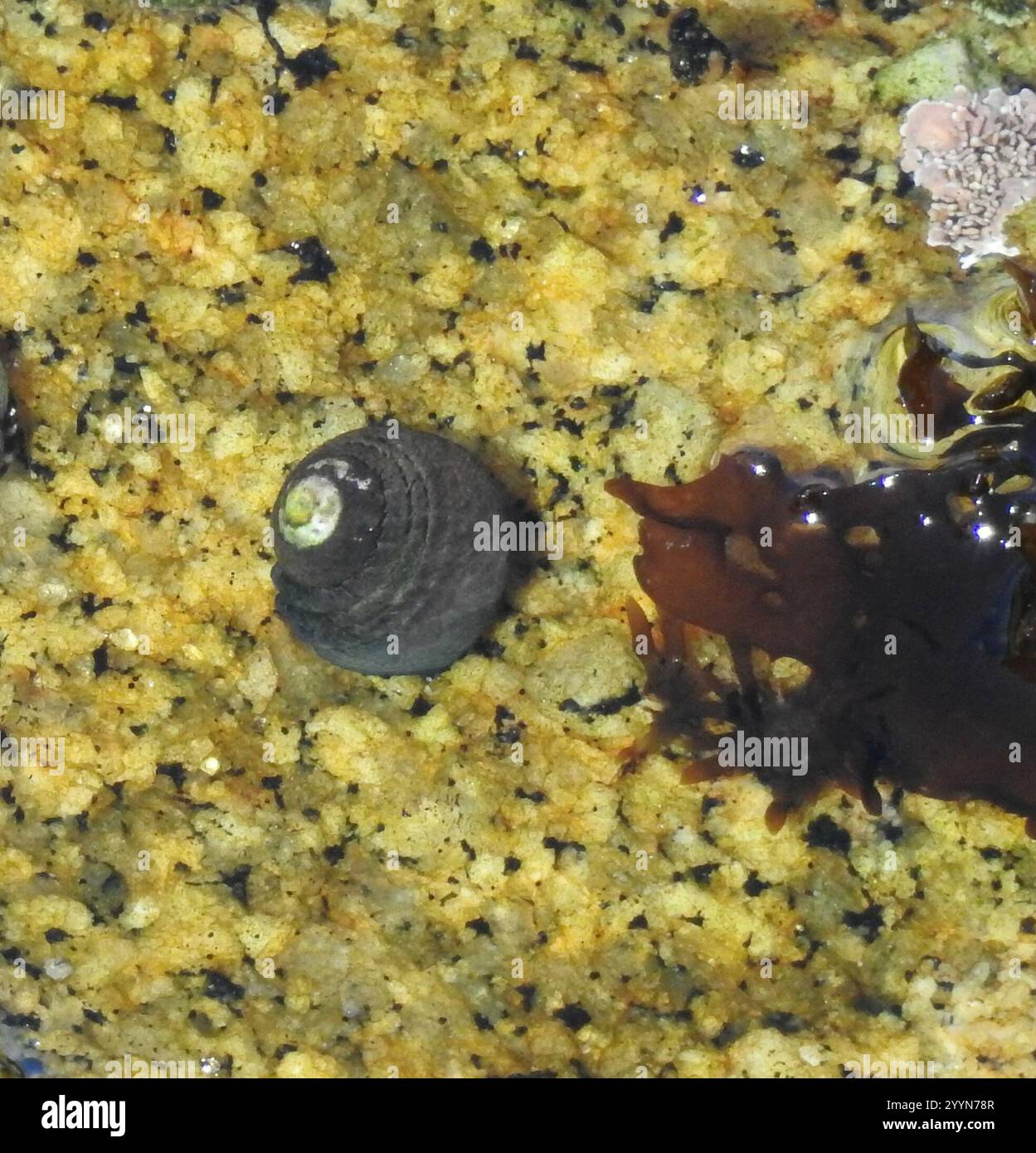 Black Tegula (Tegula funebralis Stock Photo - Alamy