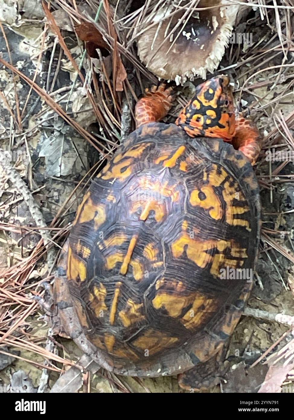 Eastern Box Turtle (Terrapene carolina carolina Stock Photo - Alamy