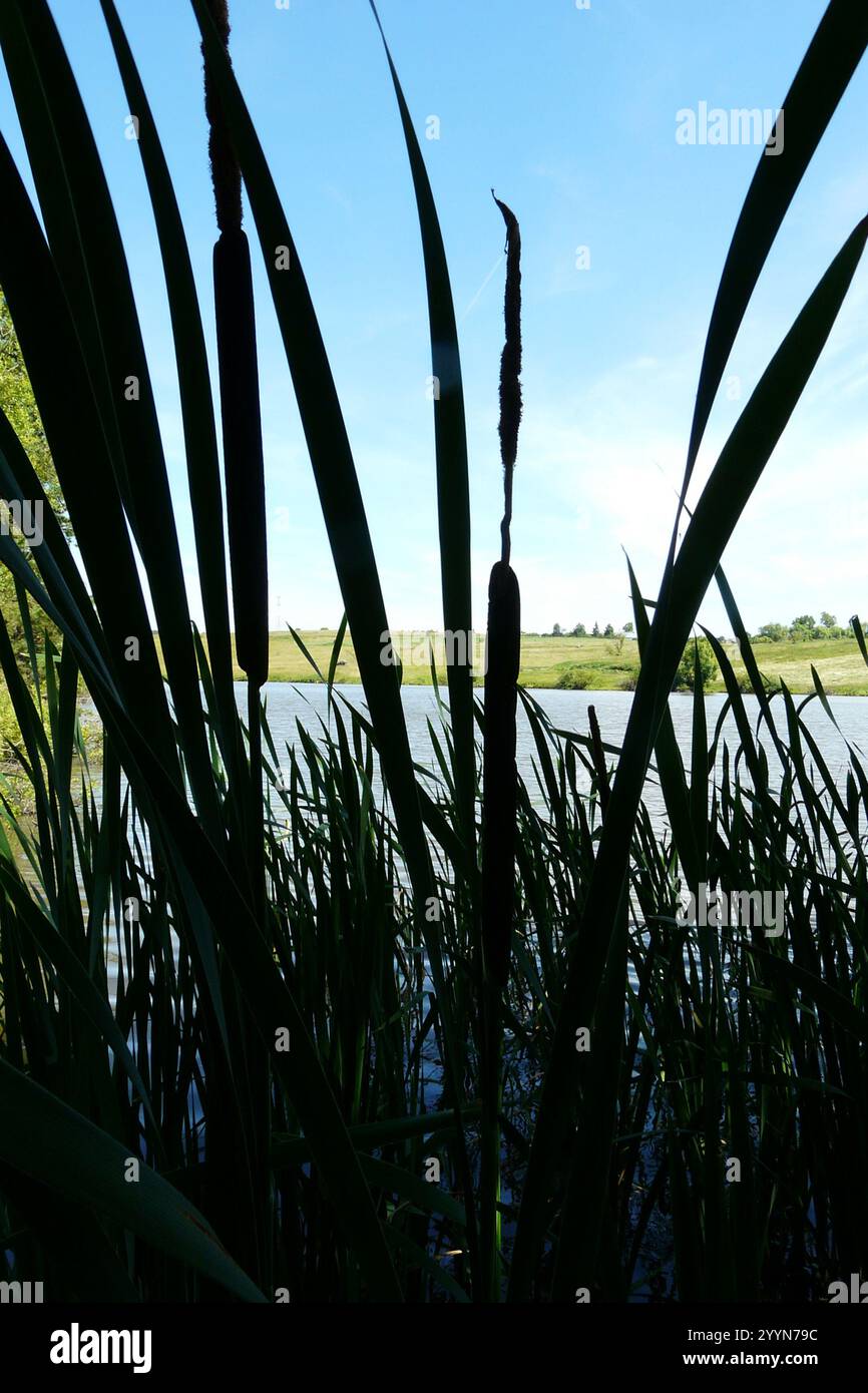 broadleaf cattail (Typha latifolia Stock Photo - Alamy