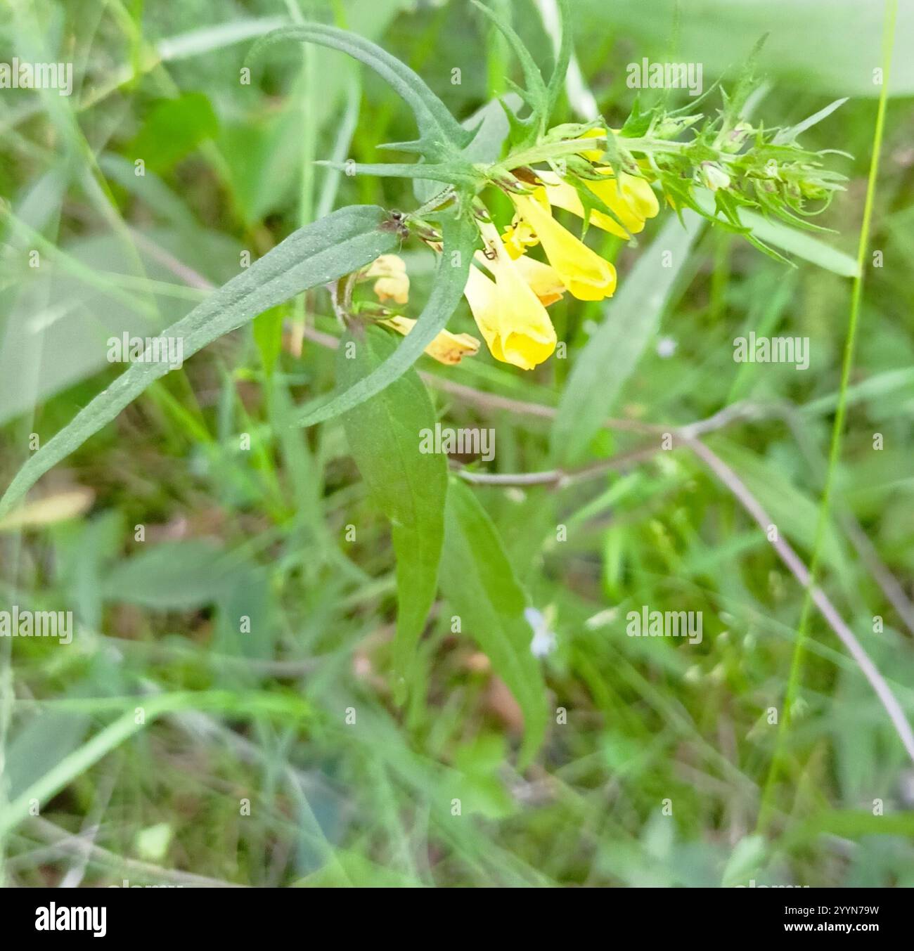Common Cow-wheat (Melampyrum pratense Stock Photo - Alamy