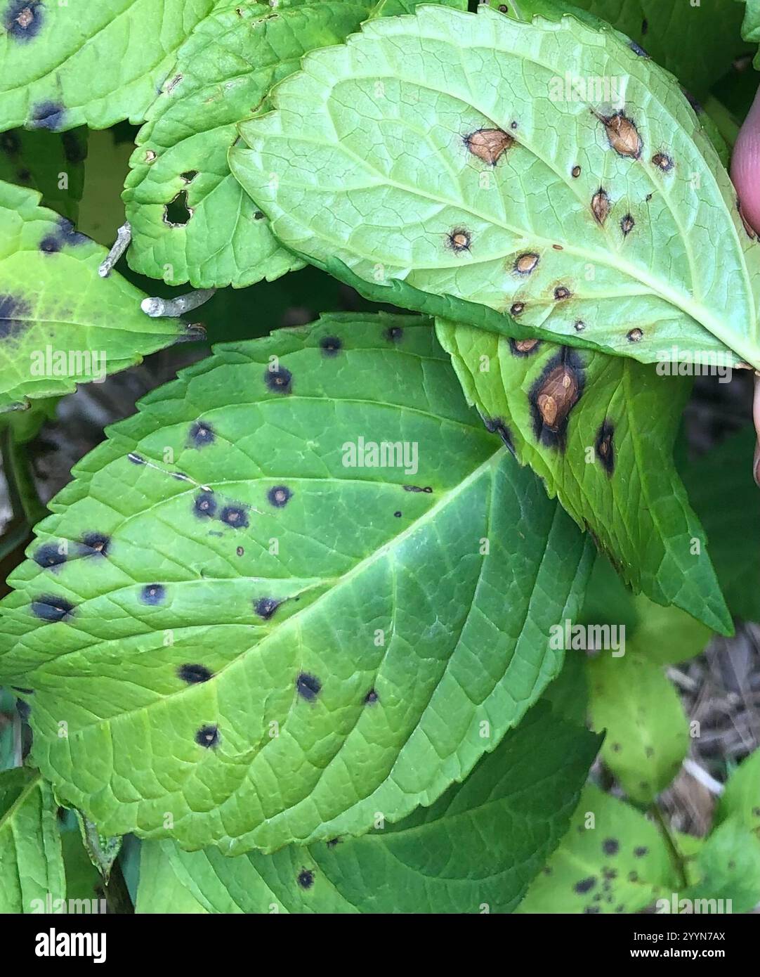 Cercospora Leaf Spot on Hydrangea (Cercospora hydrangeae Stock Photo - Alamy