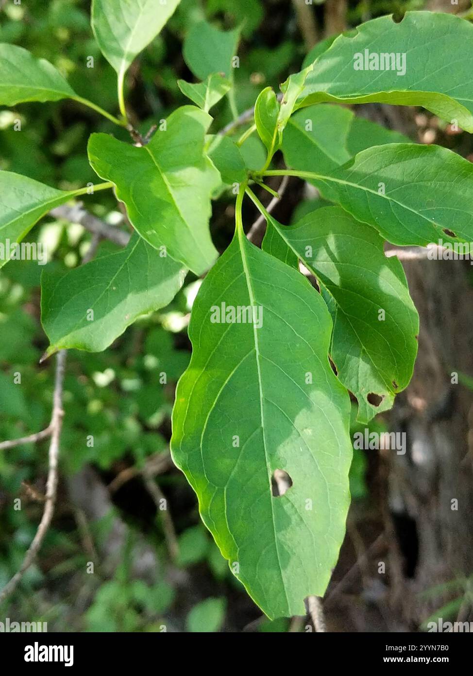 Caribbean Princewood (Exostema caribaeum Stock Photo - Alamy