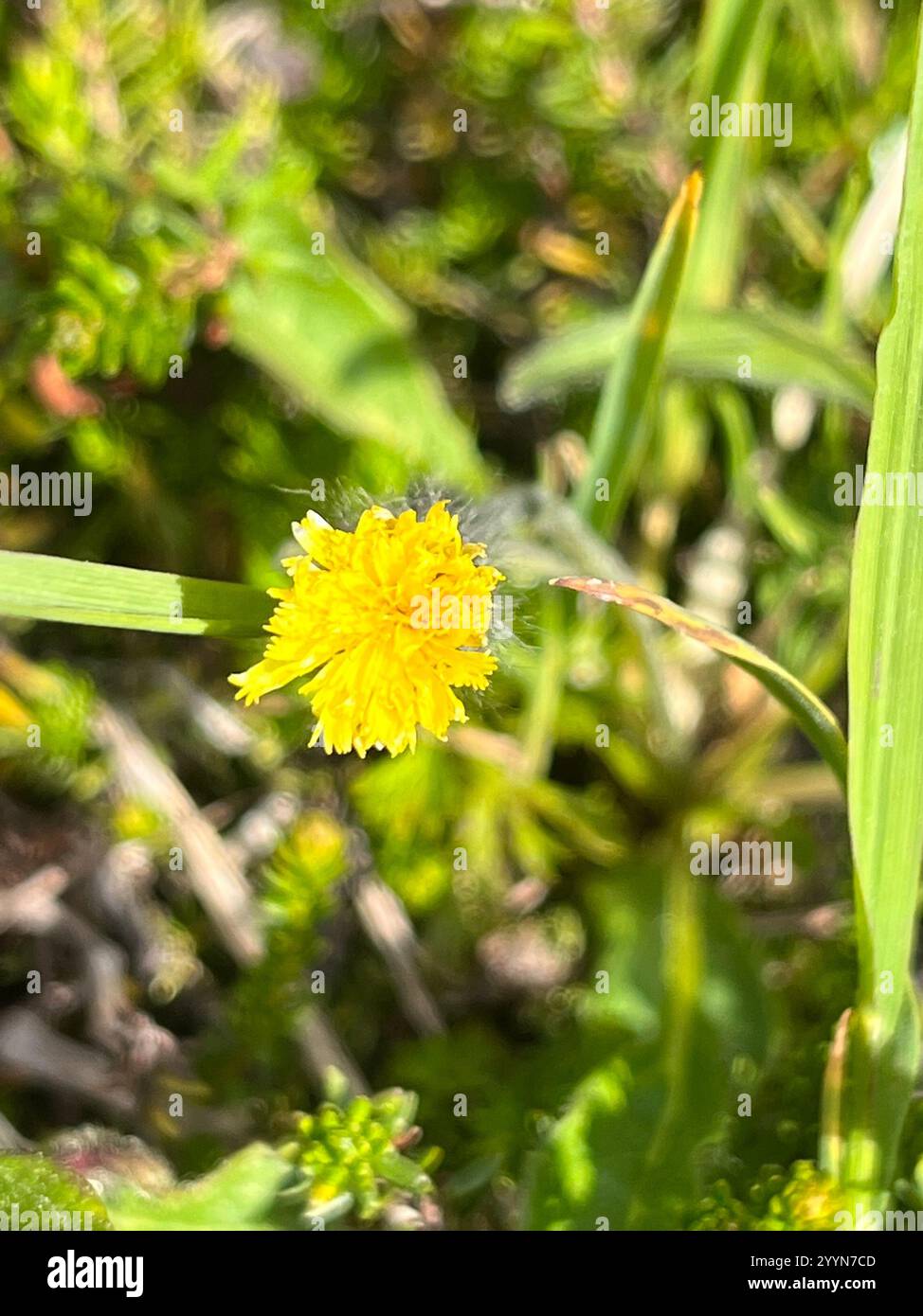 Slender hawkweed hi-res stock photography and images - Alamy