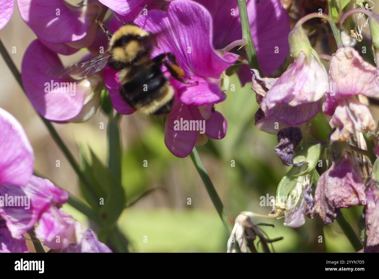 California Bumble Bee (Bombus californicus Stock Photo - Alamy