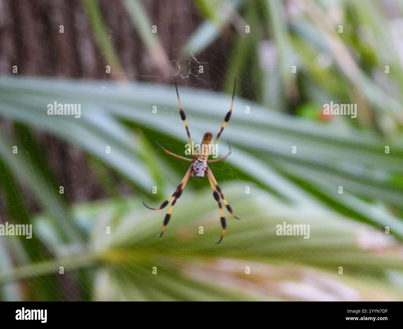 Golden Silk Spider (Trichonephila clavipes Stock Photo - Alamy