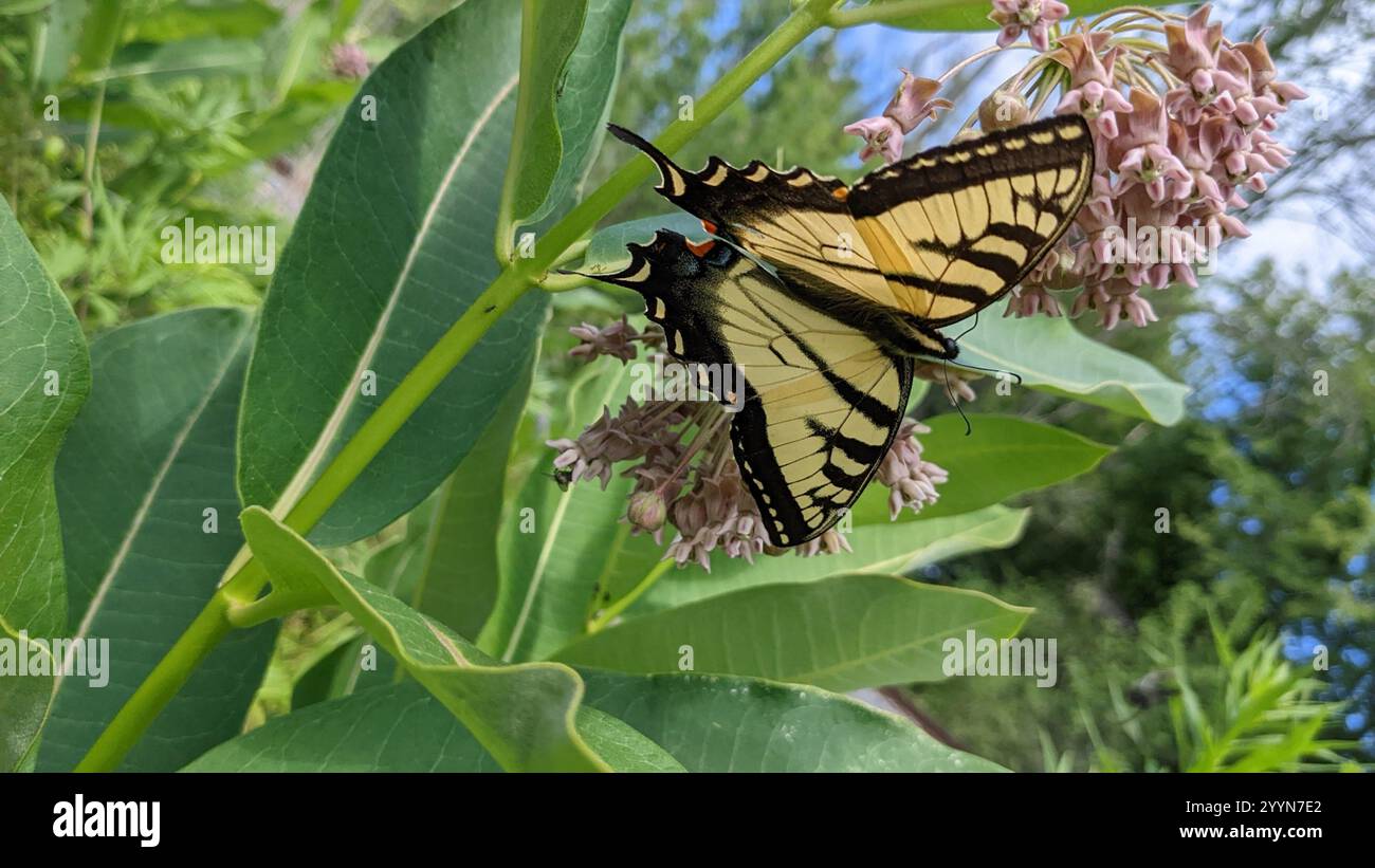 Tiger Swallowtails and Allies (Pterourus Stock Photo - Alamy