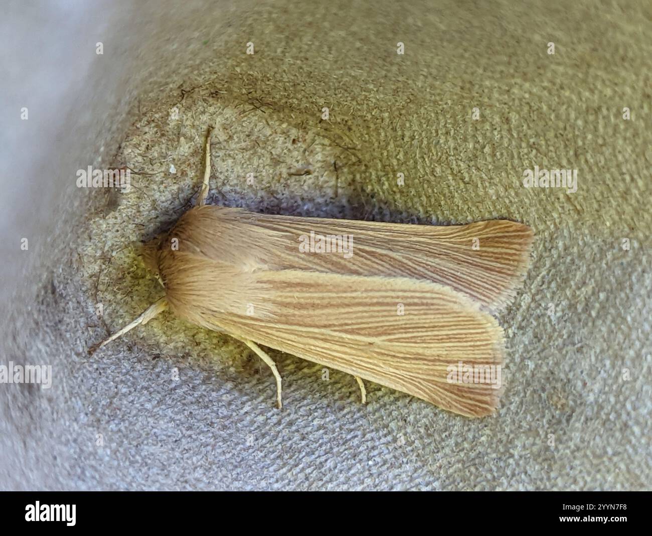 Common Wainscot (Mythimna pallens Stock Photo - Alamy