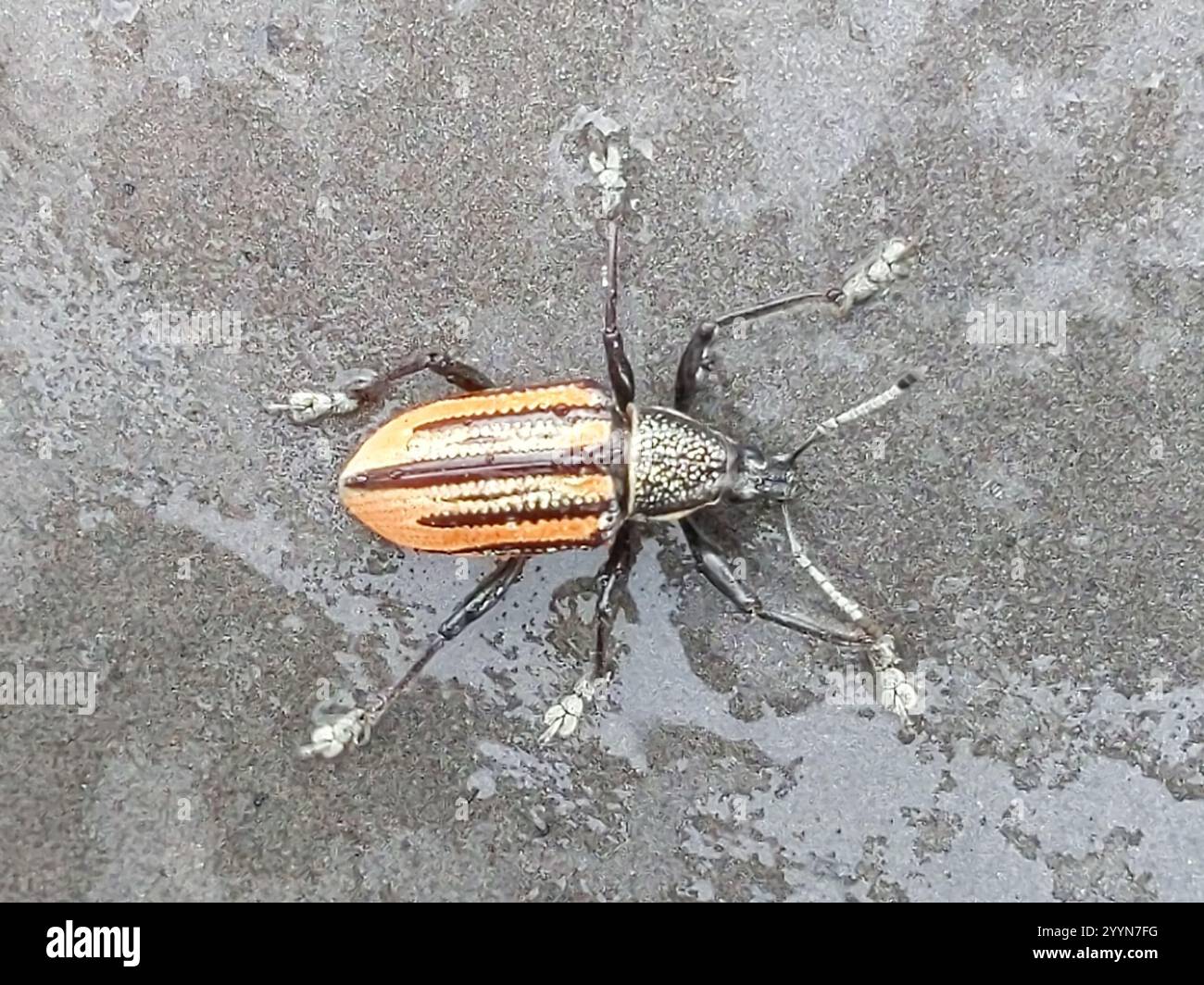 Diaprepes Root Weevil (Diaprepes abbreviatus Stock Photo - Alamy