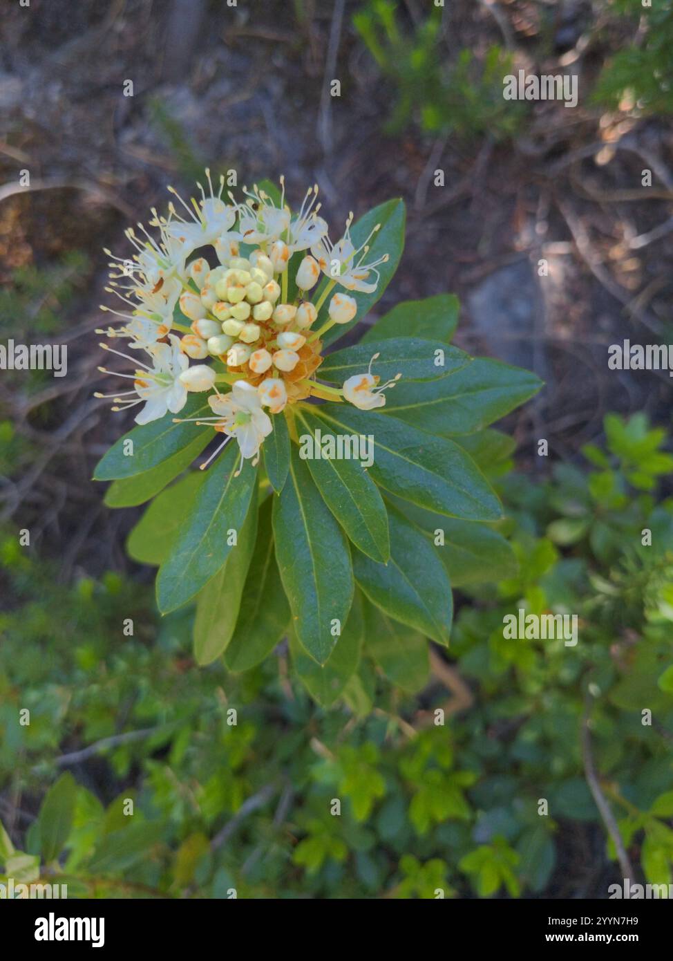 Western Labrador Tea (Rhododendron columbianum Stock Photo - Alamy
